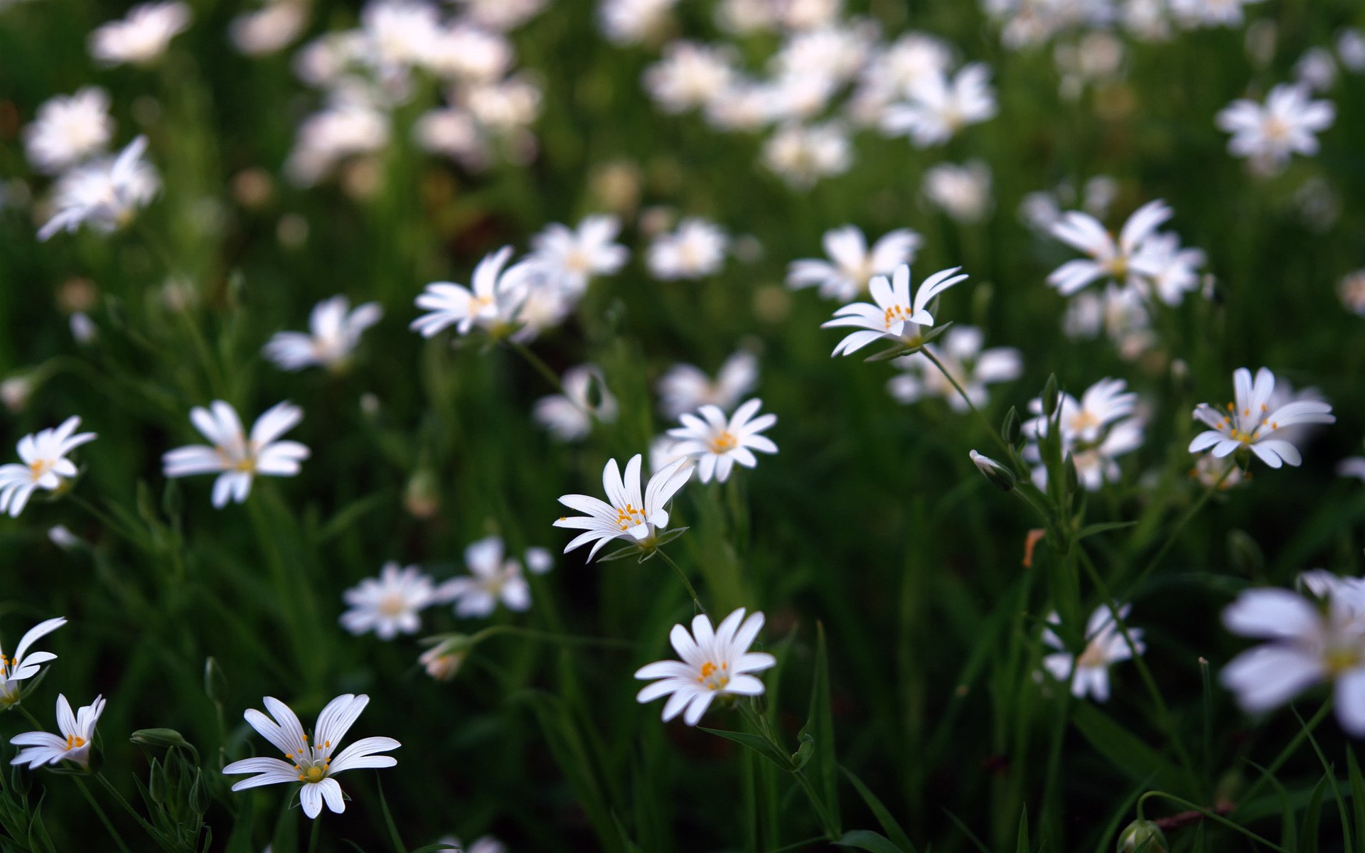 Download Nature Flower HD Wallpaper