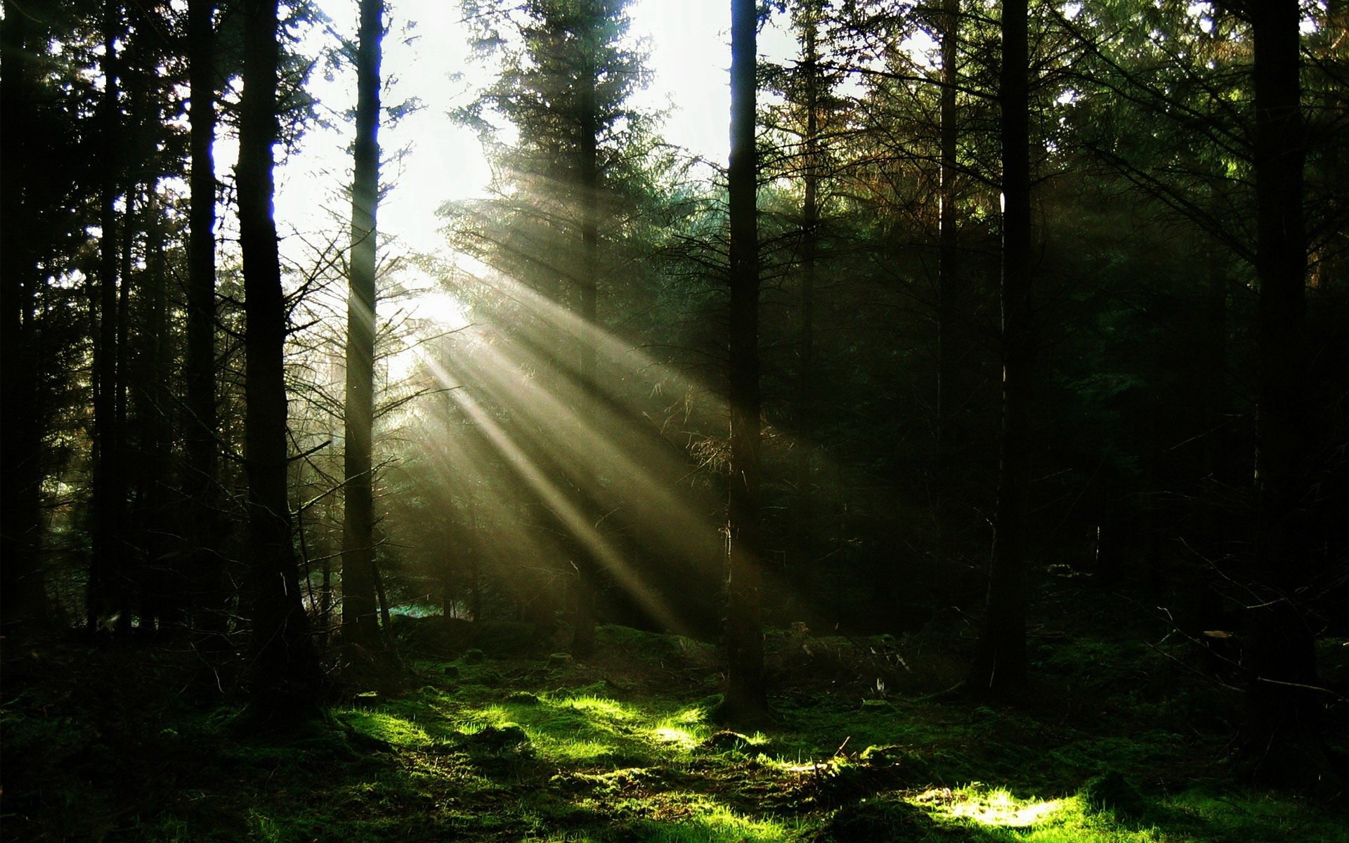 Download Nature Sunbeam HD Wallpaper