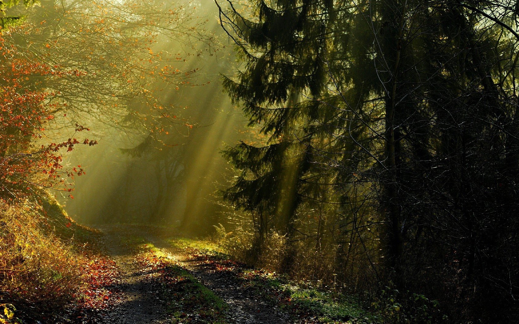 Sunlit Forest Path HD Wallpaper: Nature’s Radiant Glow | 1680x1050 ...