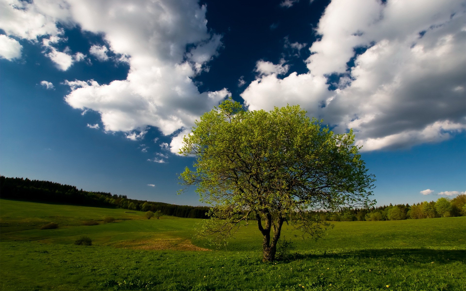 Download Cloud Sky Nature Tree HD Wallpaper