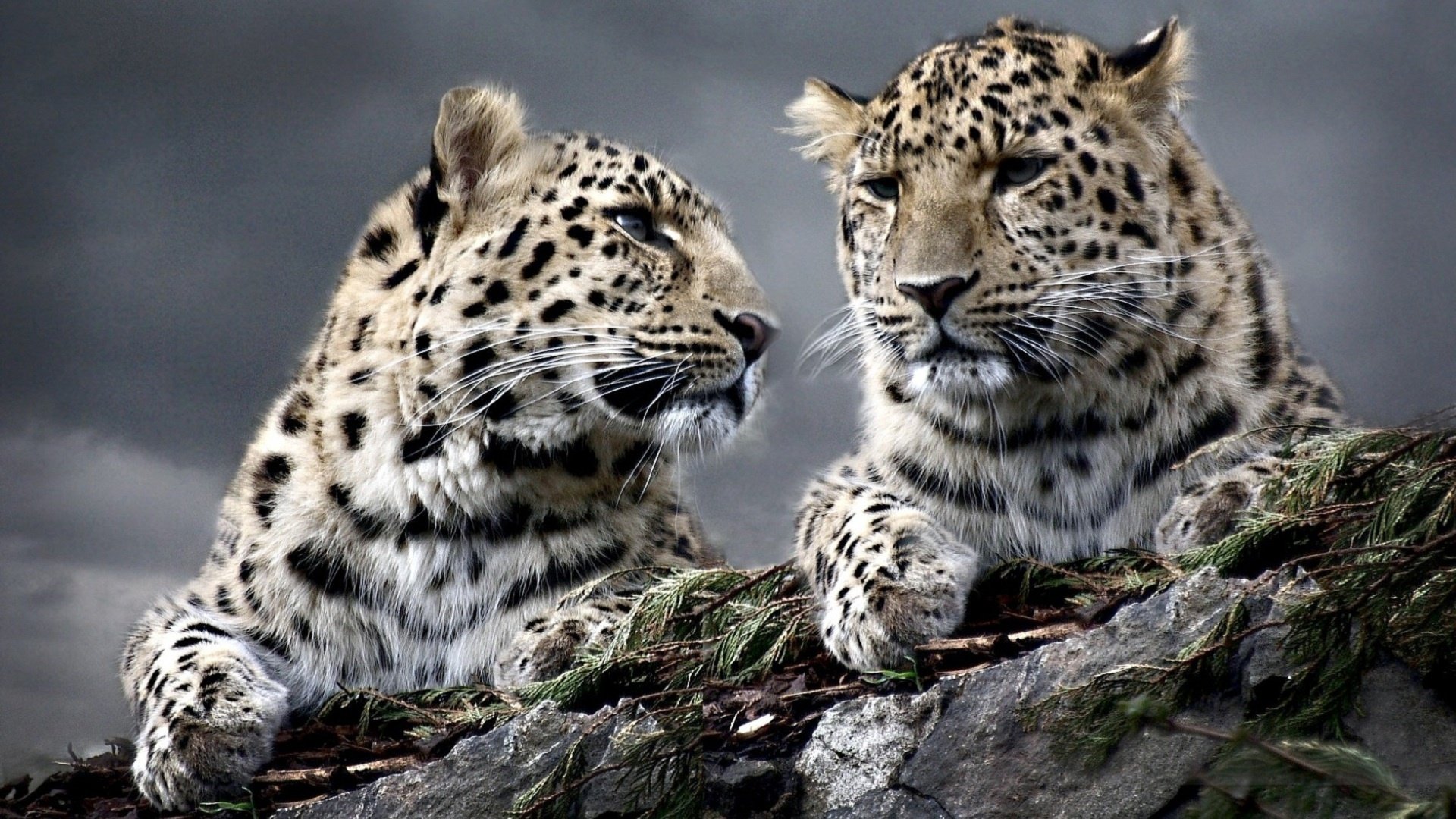 Wildlife Leopards 1920x1080