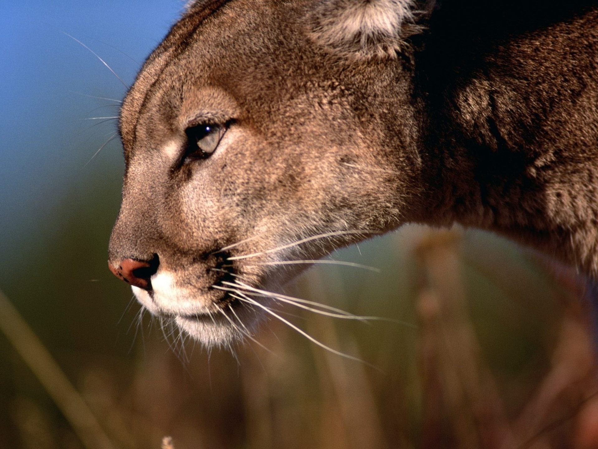 Cougar Face Profile