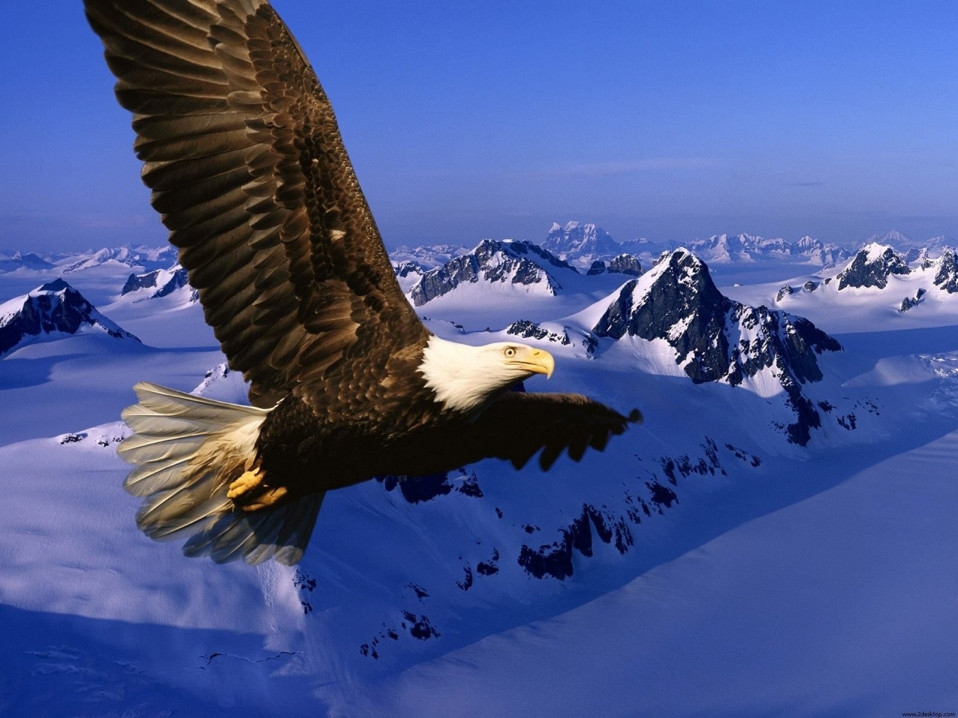 Download Animal Bald Eagle HD Wallpaper