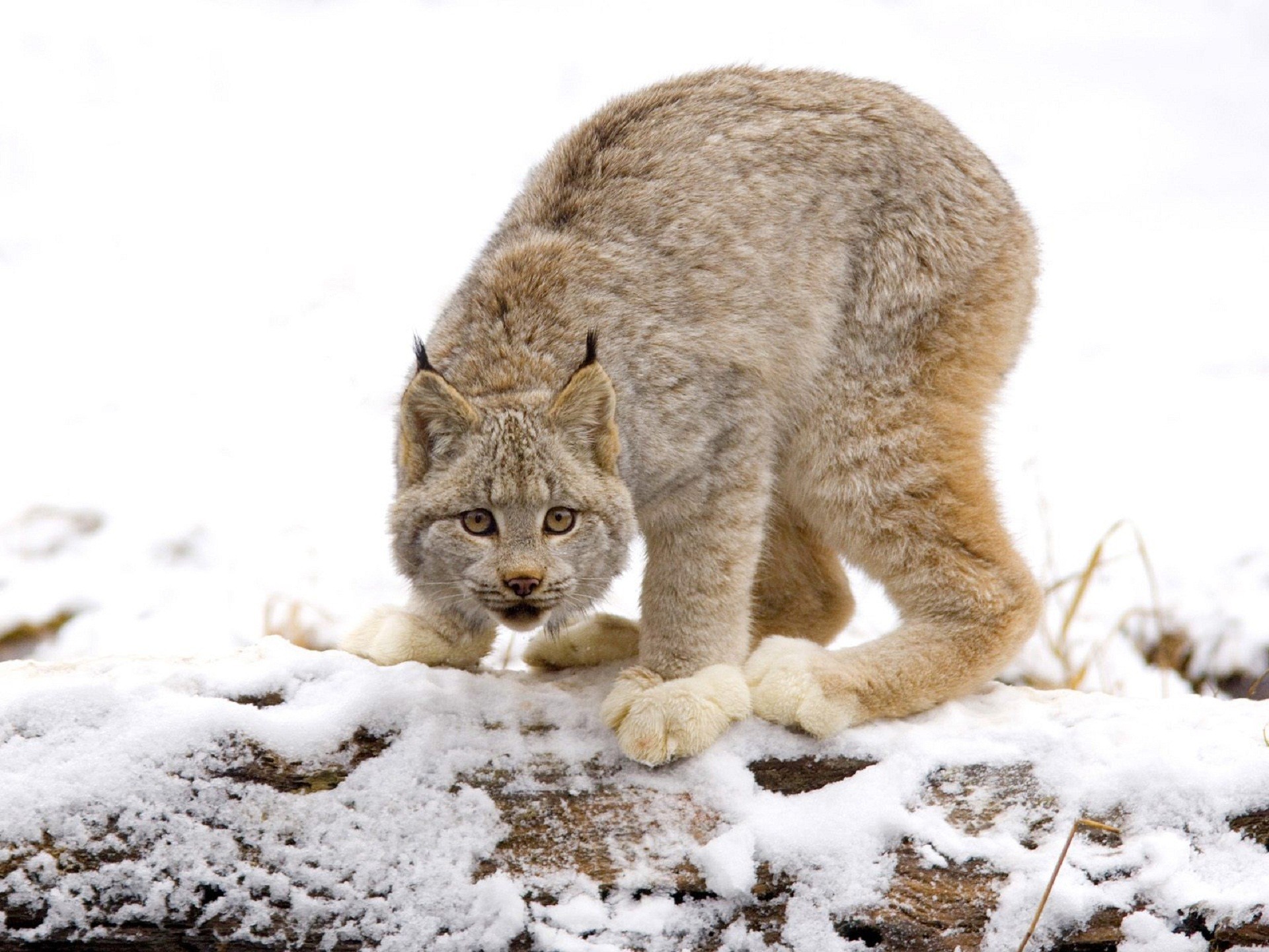 Animal Lynx HD Wallpaper