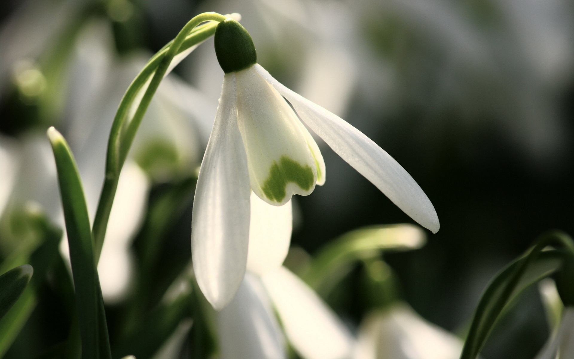 Snowdrop HD Wallpaper | Background Image | 1920x1200