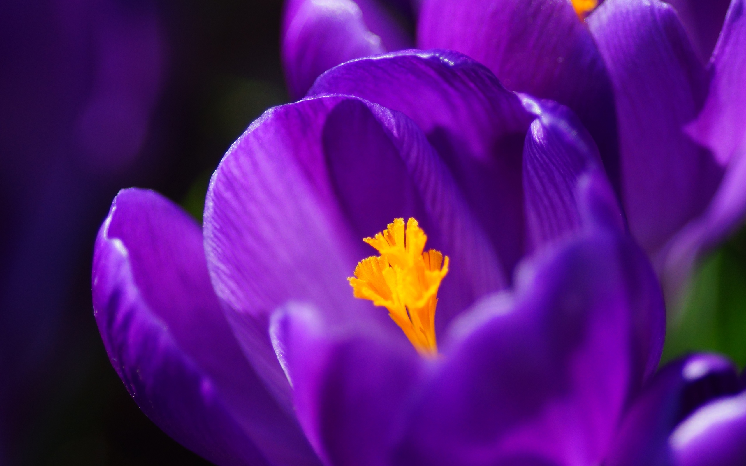Crocus Field Wallpaper For Crocus (3840x2160) : R/wallpaper