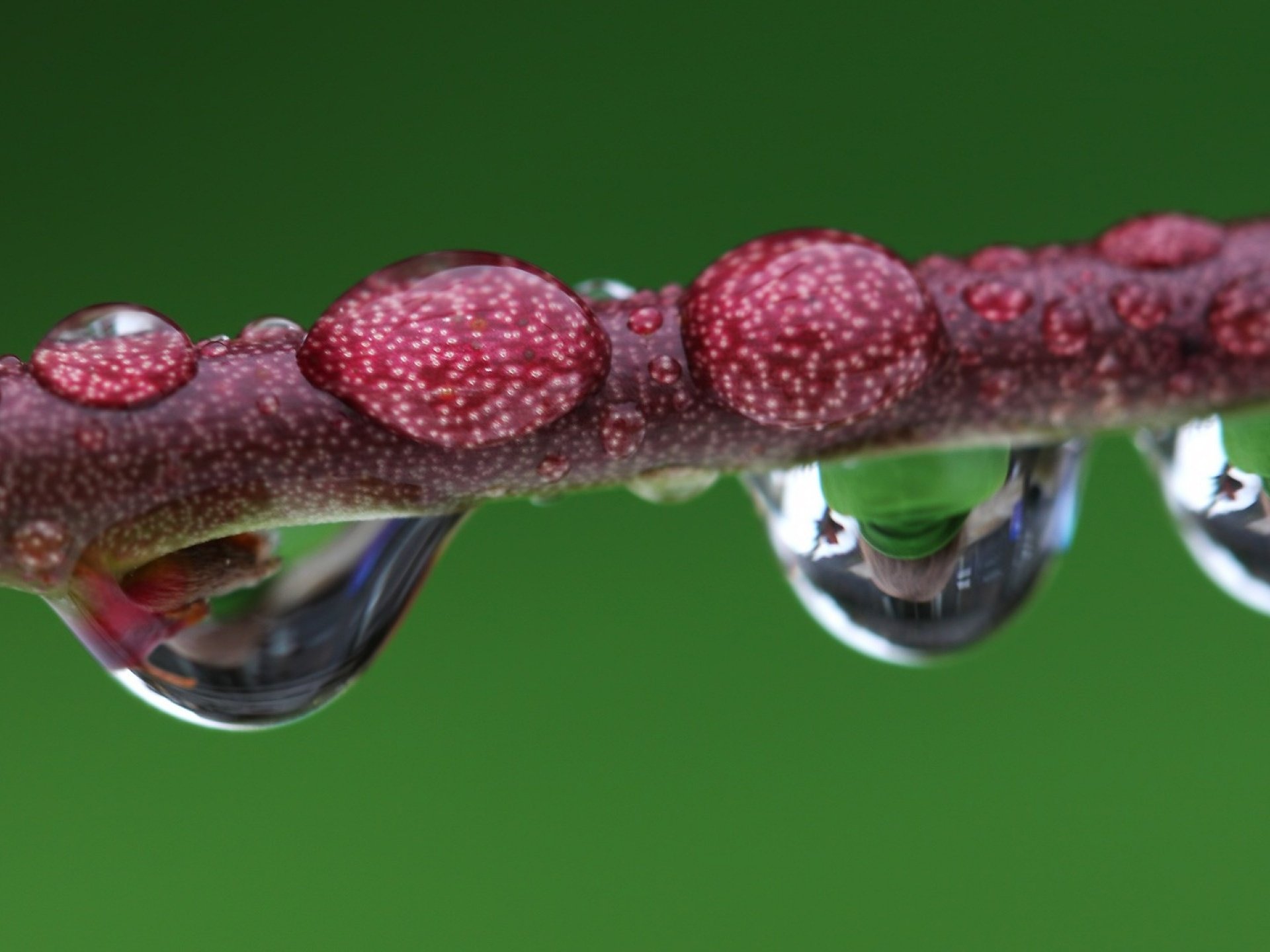 Download Nature Water Drop HD Wallpaper