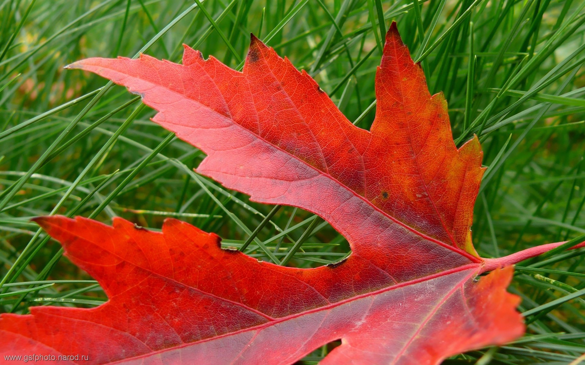 Vibrant Autumn Leaf HD Wallpaper: Nature’s Crisp Colors | 1920x1200 ...