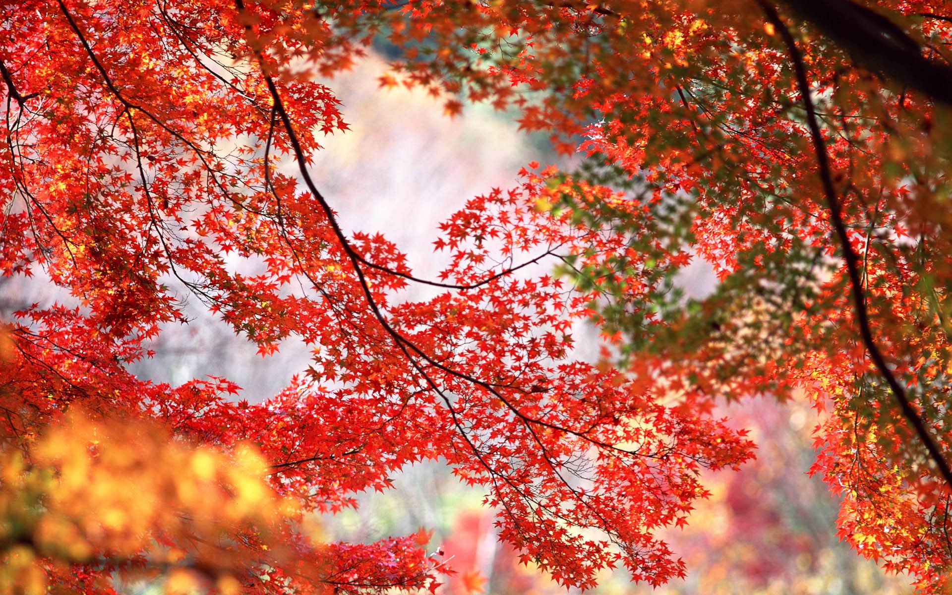 Vibrant Fall Foliage: HD Nature Wallpaper