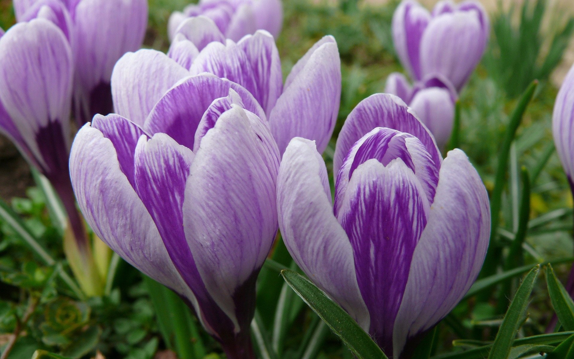 Purple Crocuses Wallpapers Hd Wallpapers Id 12692 Purple HD Wallpaper ...