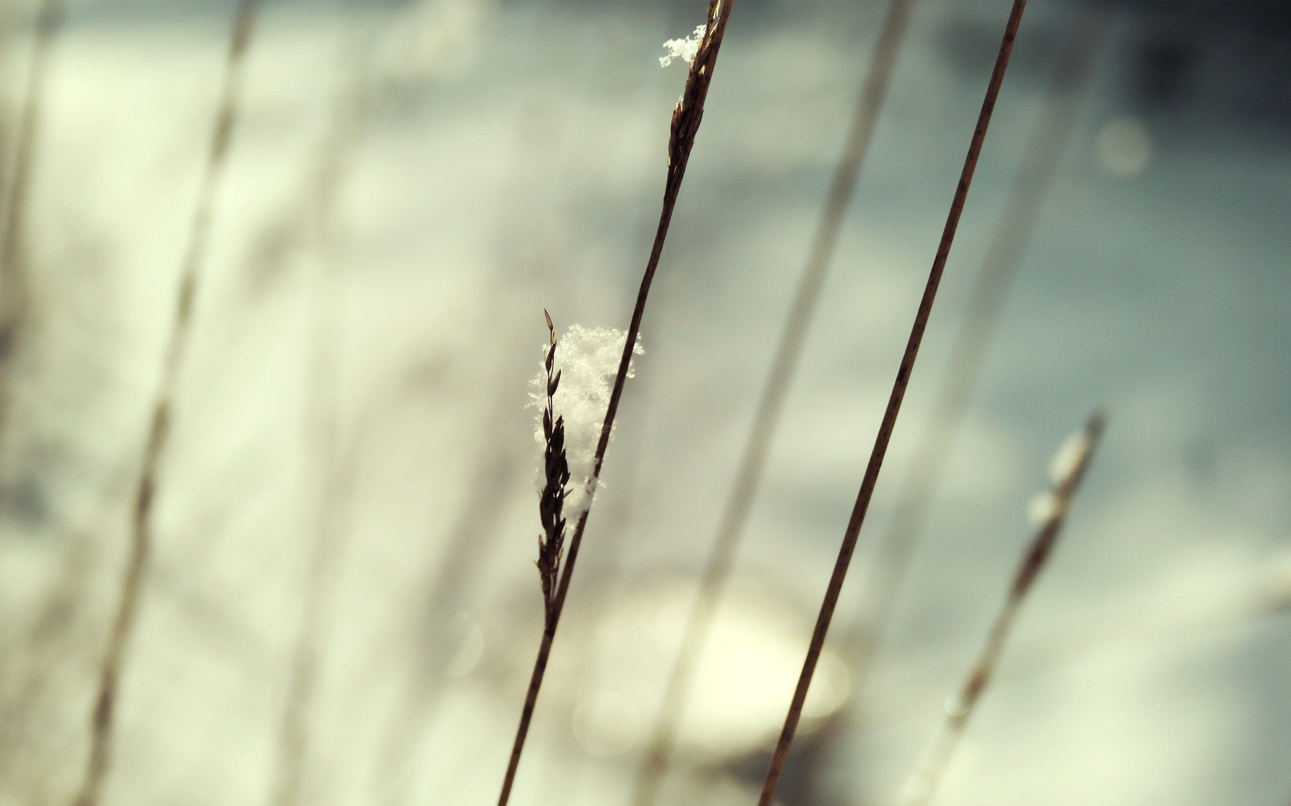 Stalk HD Wallpaper