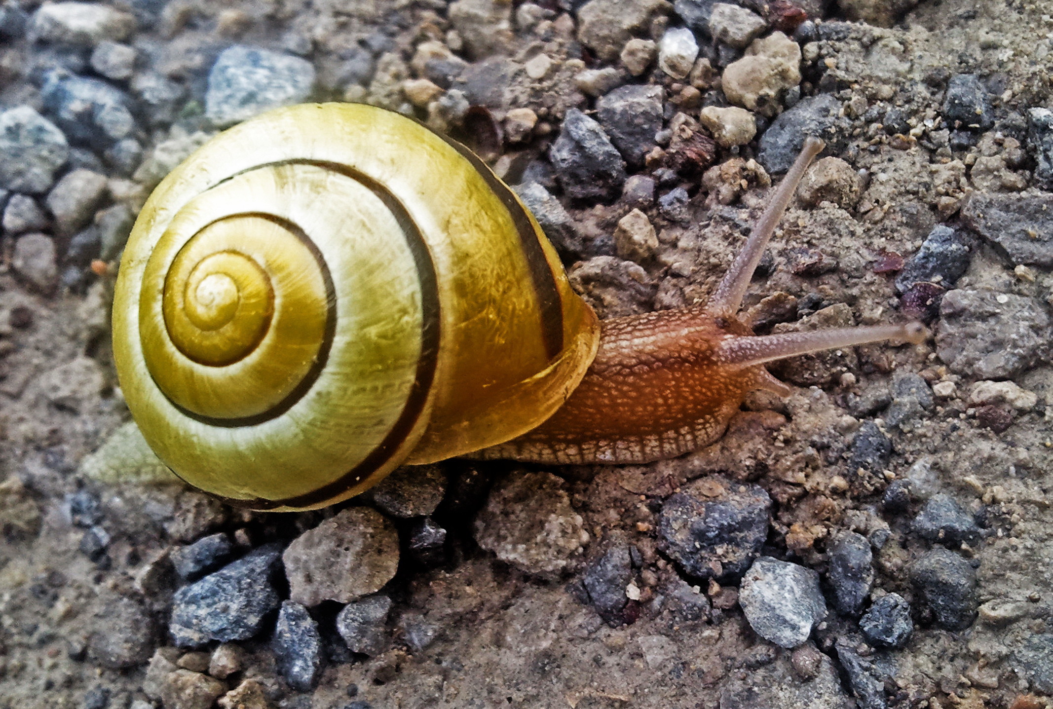 Download Animal Snail HD Wallpaper
