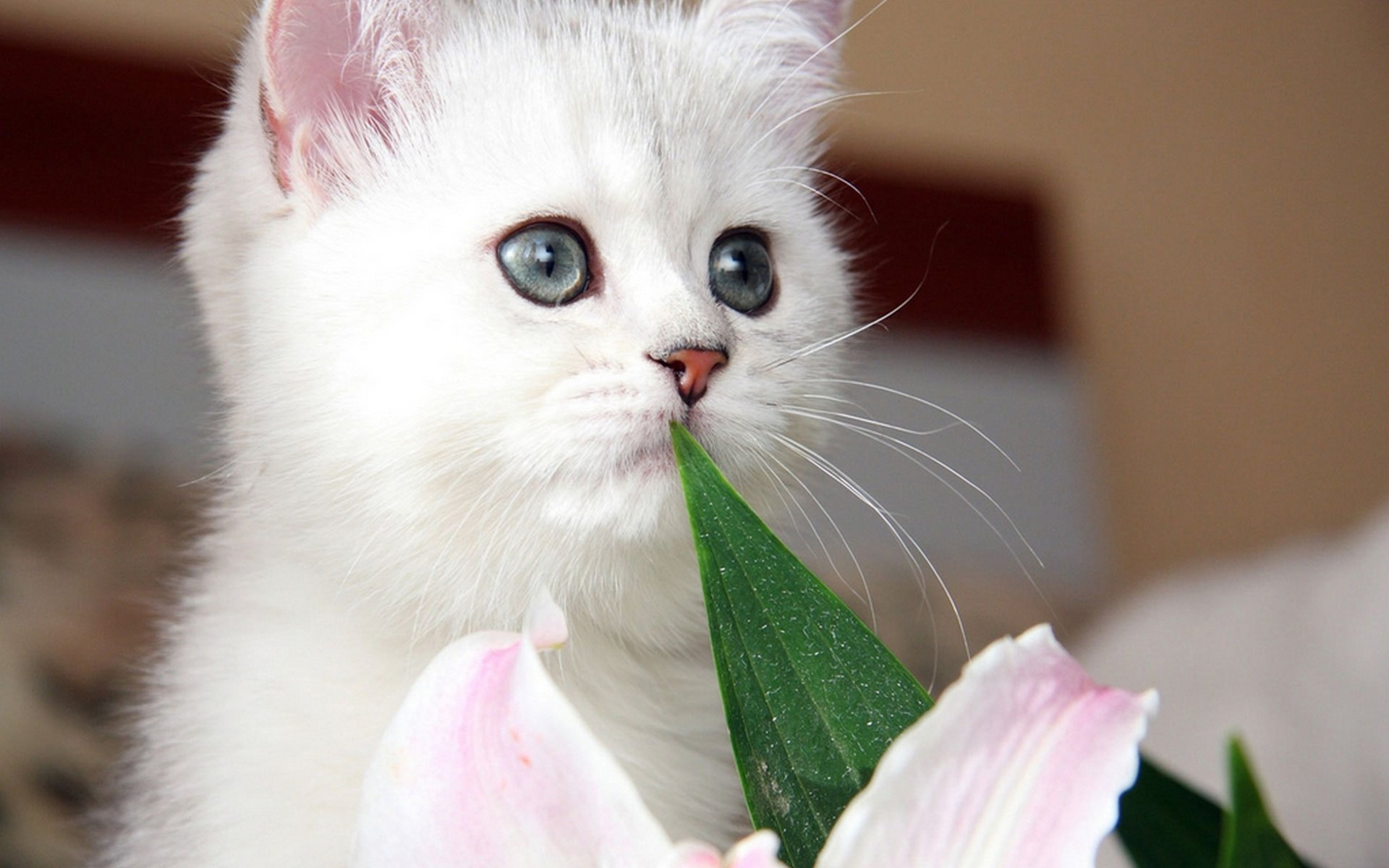 Cat HD Wallpaper