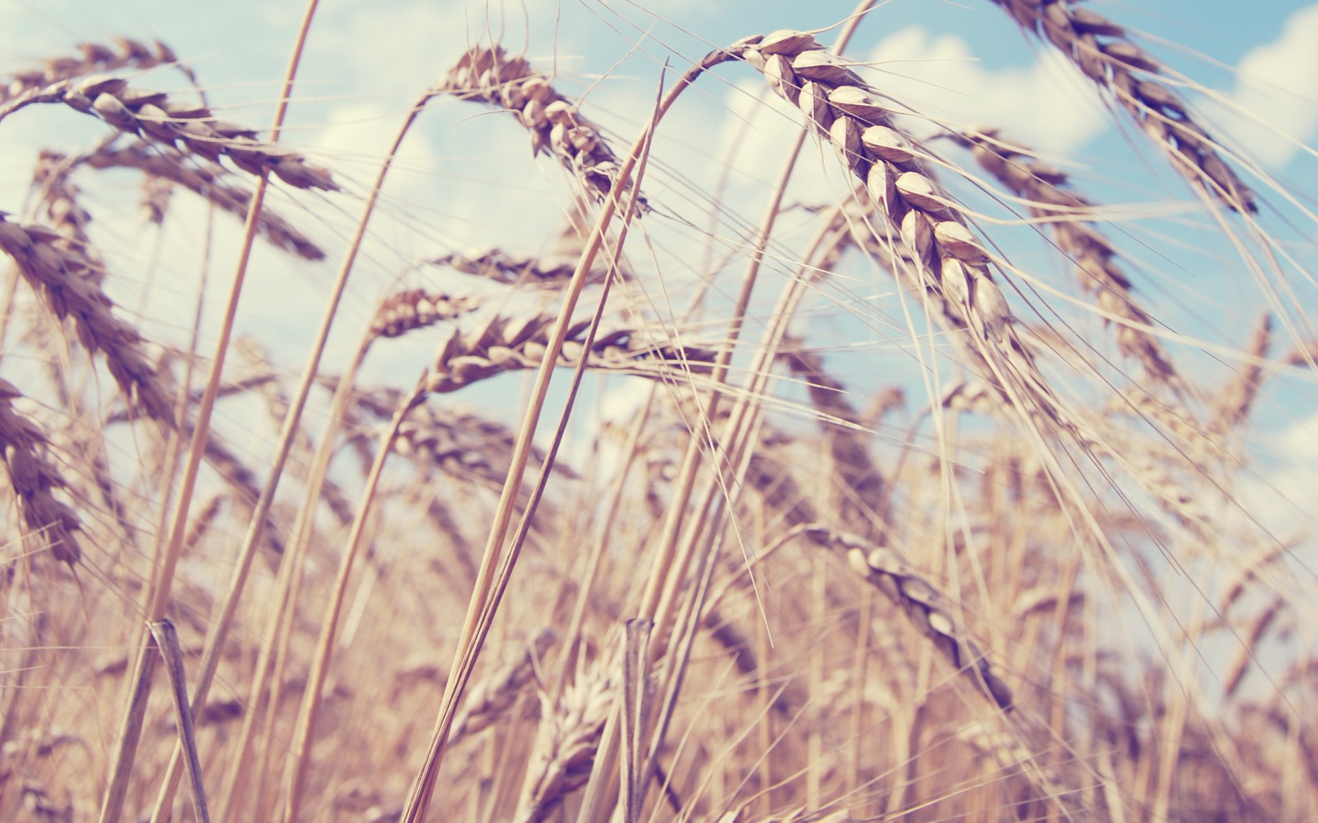 Download Nature Wheat HD Wallpaper