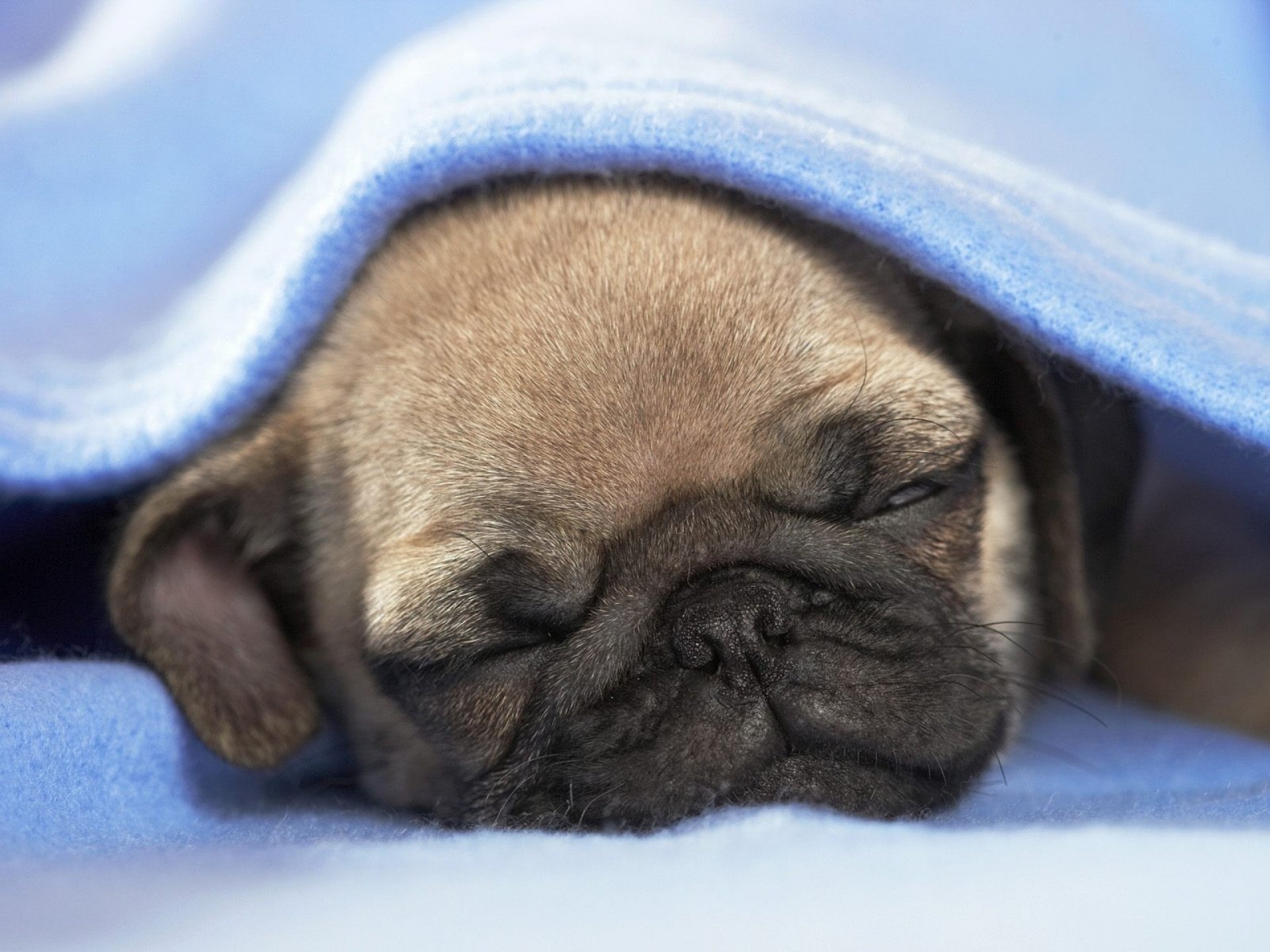 Cozy Pug HD Wallpaper