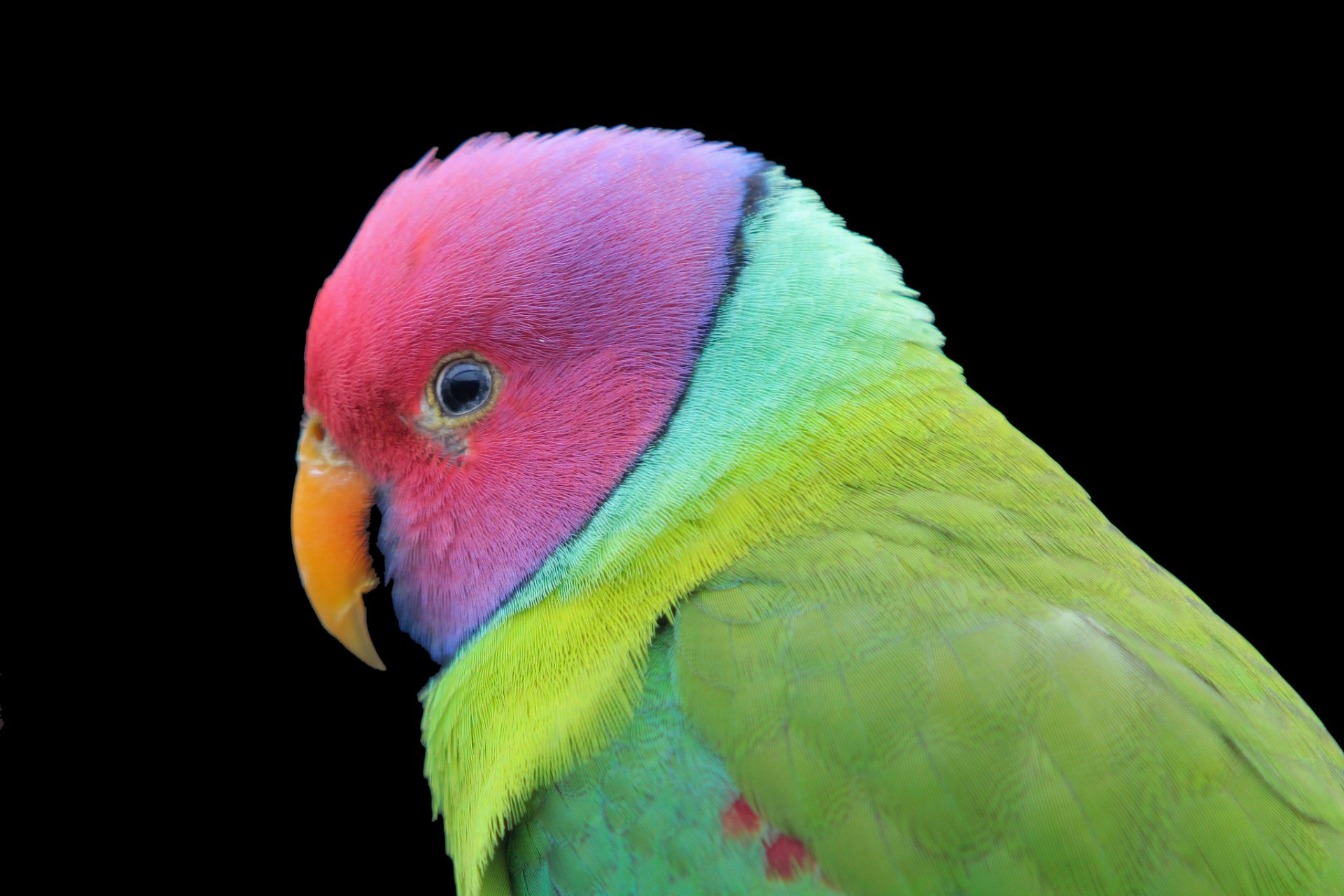 Stunning Plum-Headed Parakeet HD Wallpaper