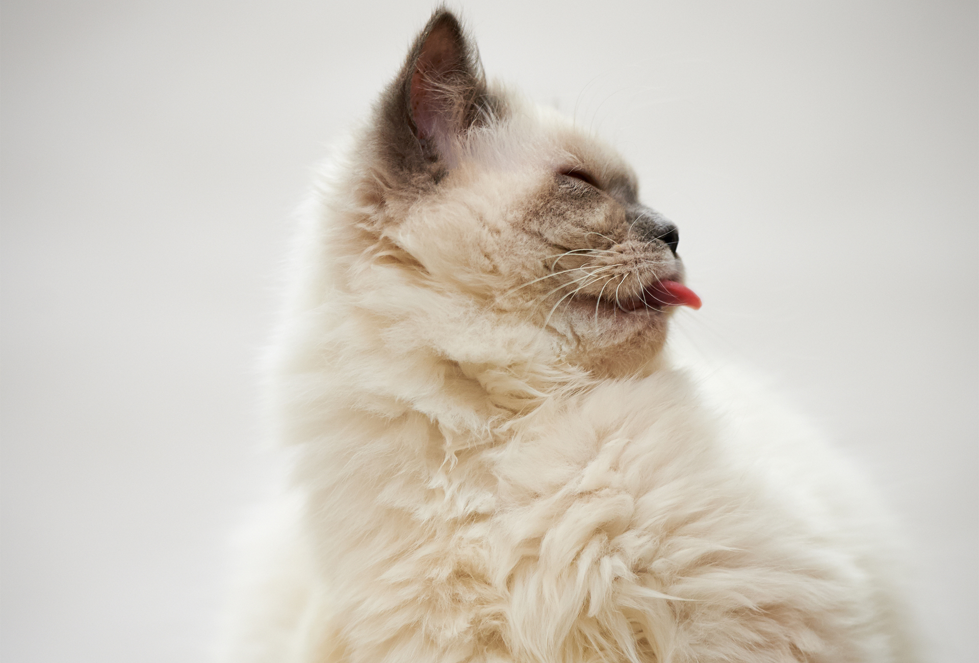 Majestic Fluffy Cat HD Wallpaper: Playful Paws & Whiskers Delight