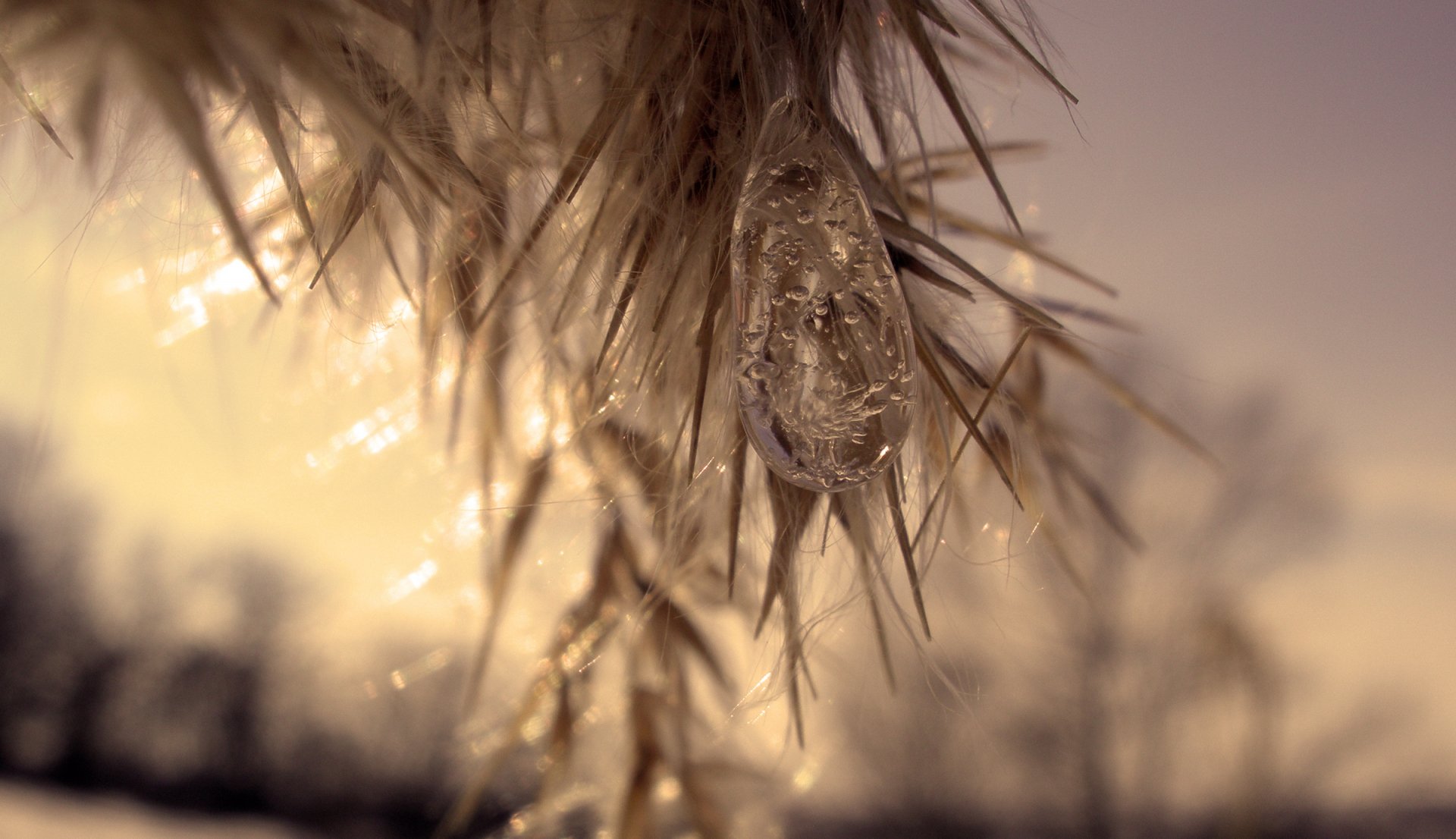 Download Nature Close-up HD Wallpaper