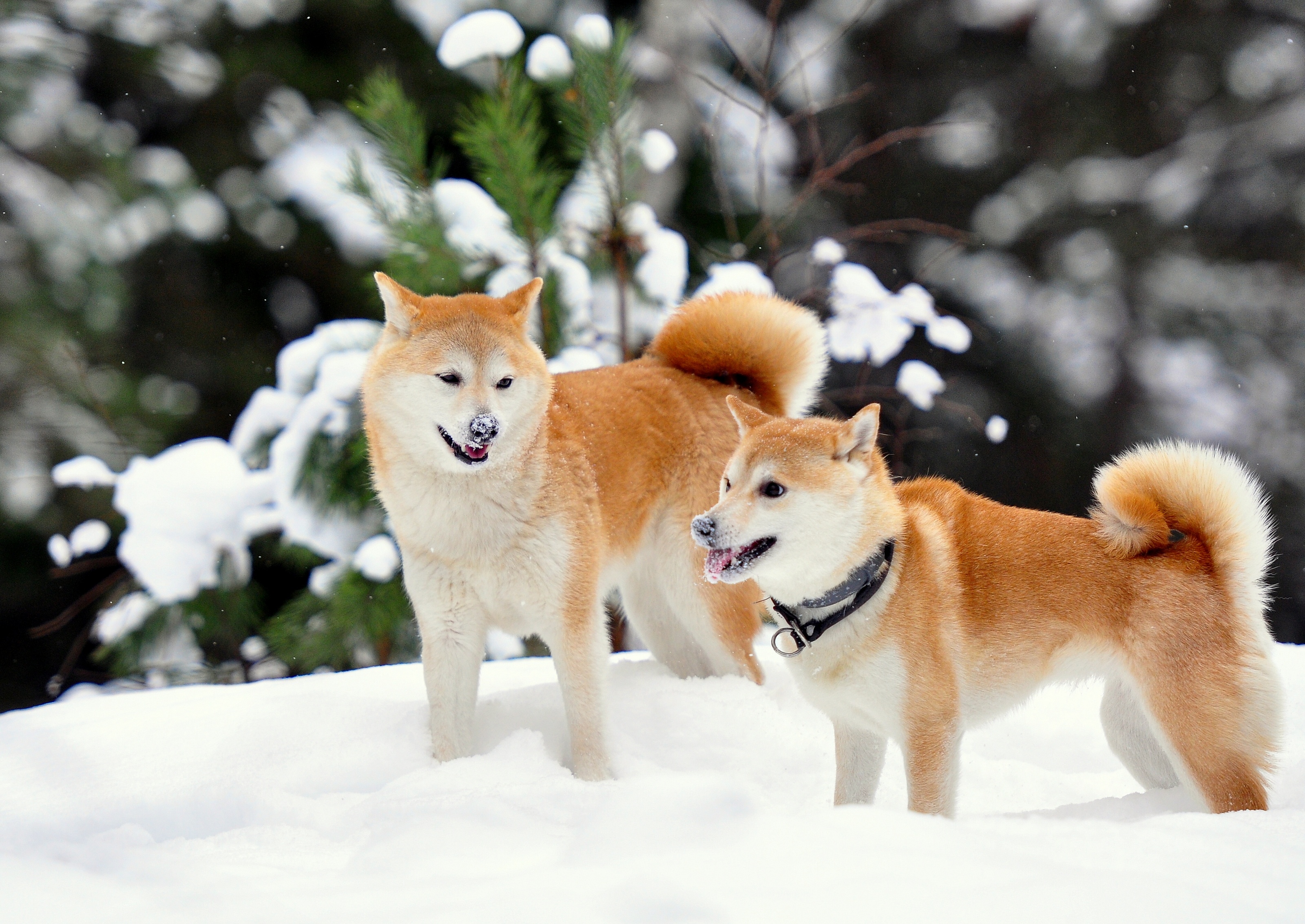 HD Wallpaper of Playful Dogs in a Winter Wonderland