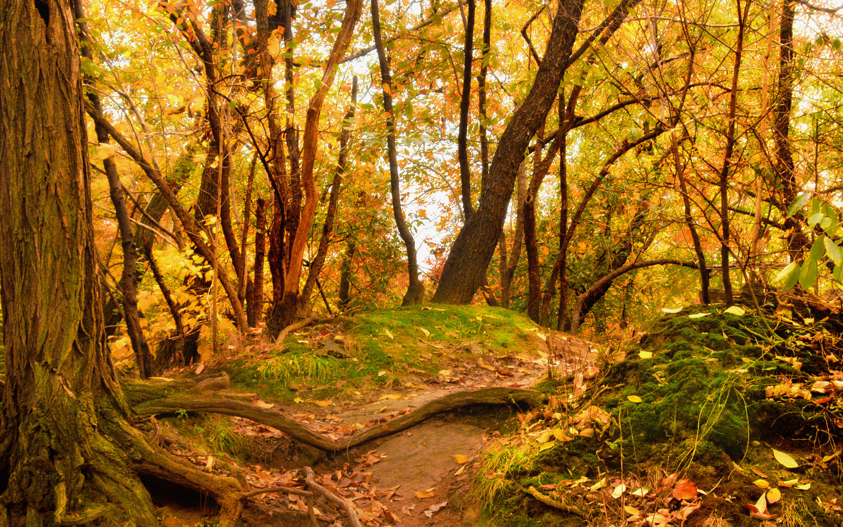 Golden Autumn Trail – Stunning HD Nature Fall Wallpaper