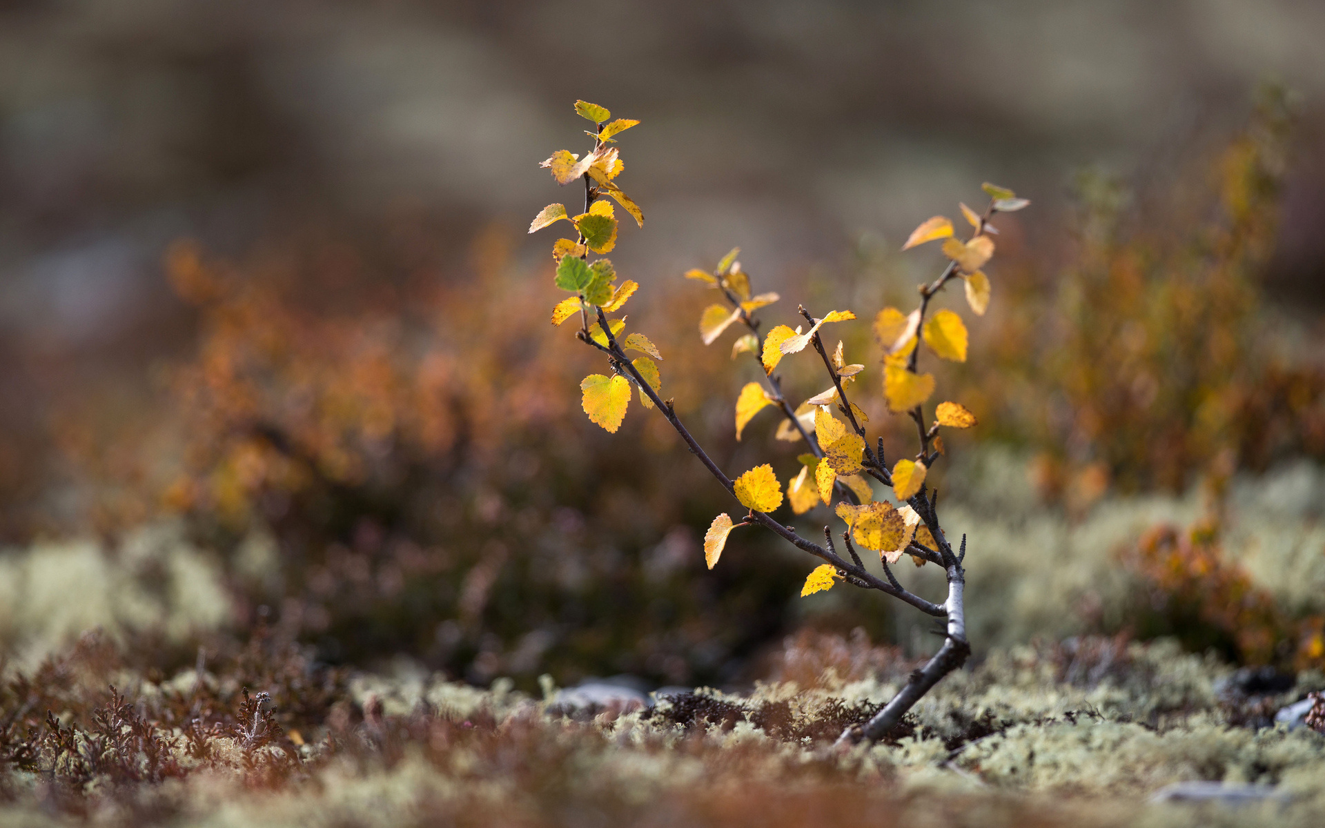 Nature Close Up HD Wallpaper