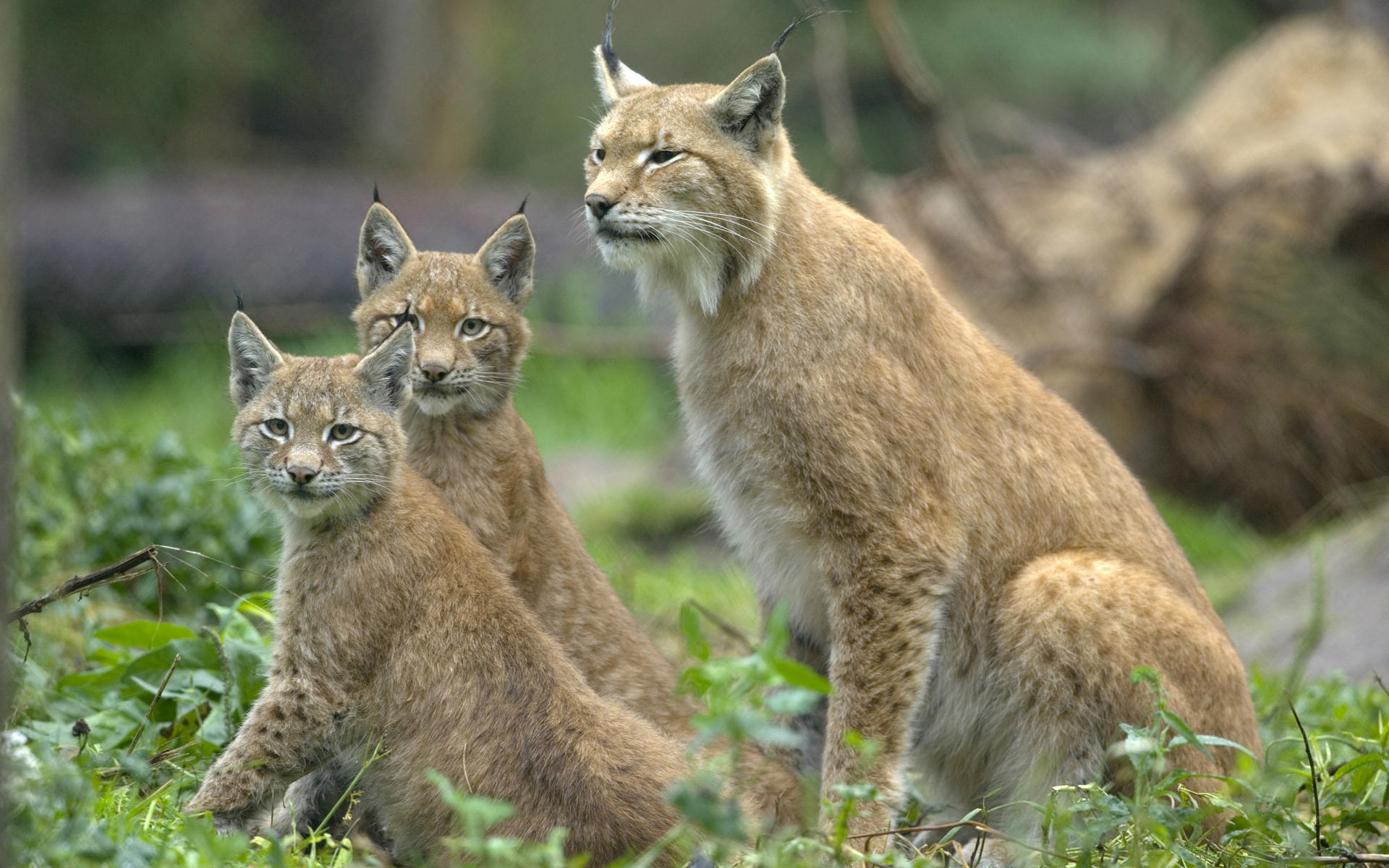 Wild Lynx Family - Stunning HD Animal Wallpaper