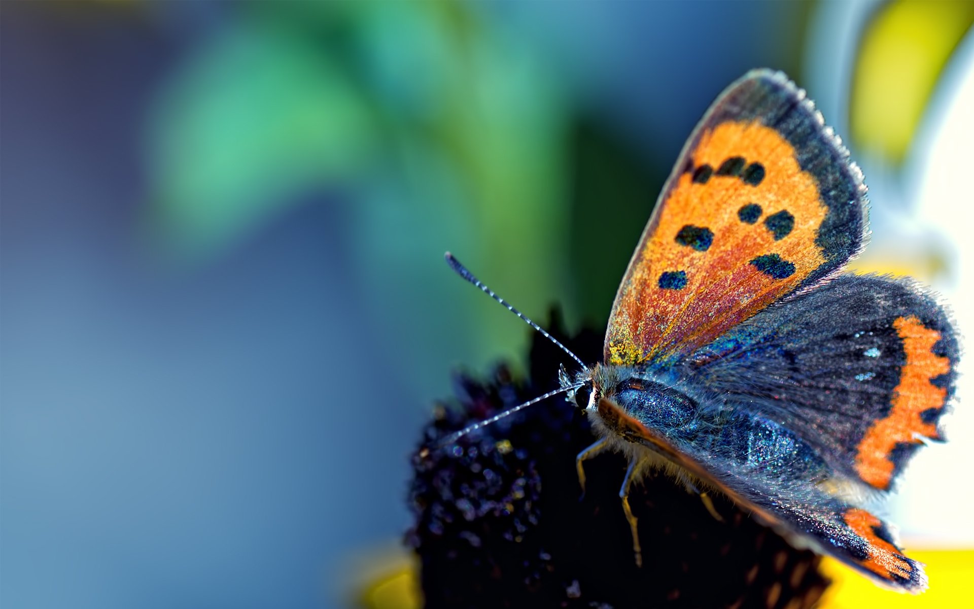 Butterfly HD Wallpaper