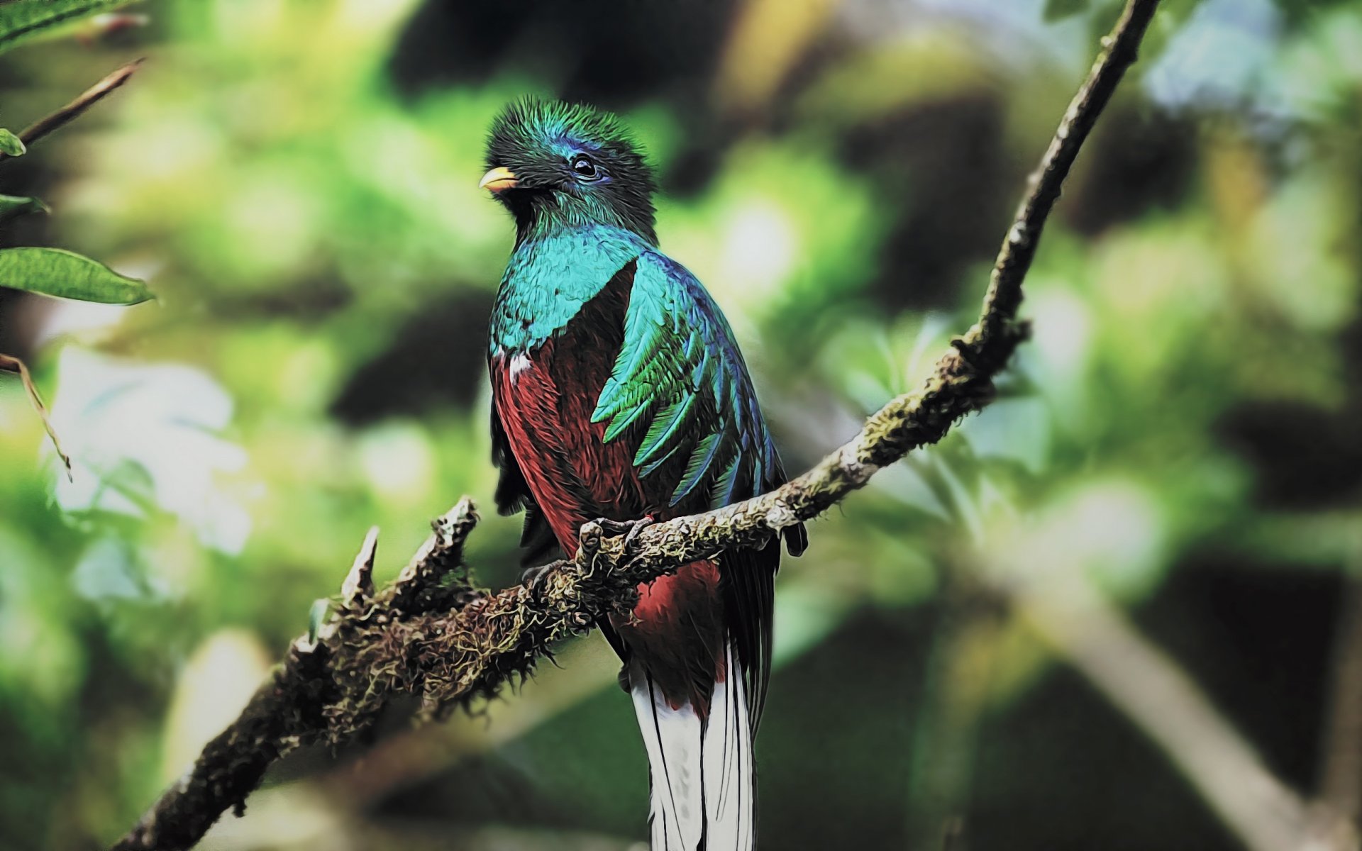 Resplendent Quetzal — 2K Quad HD Wallpaper