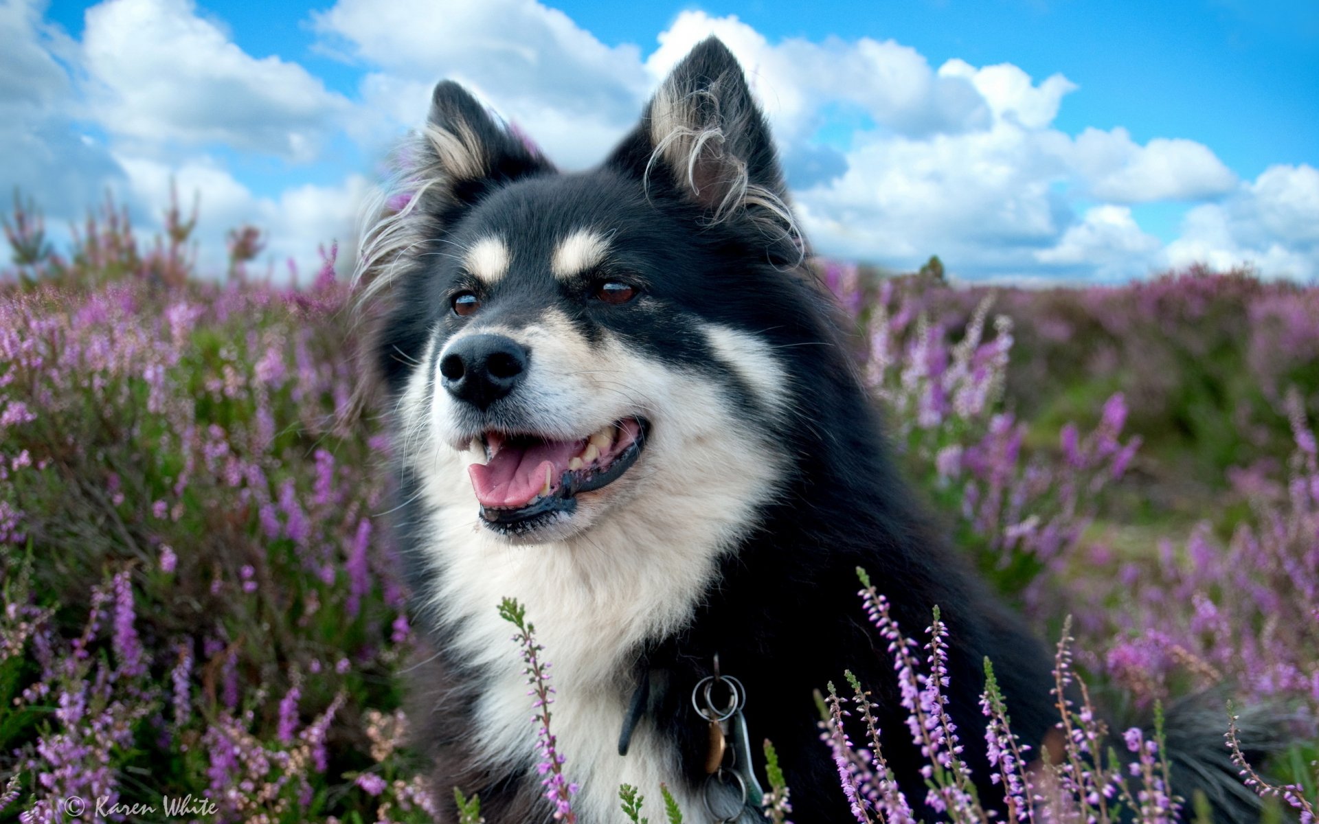 Radiant Husky in Bloom: Stunning HD Dog Wallpaper
