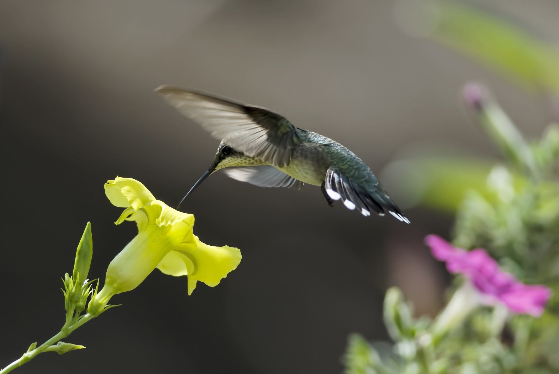 Vibrant Hummingbird in Flight: HD Nature Wallpaper | 2371x1587 ...