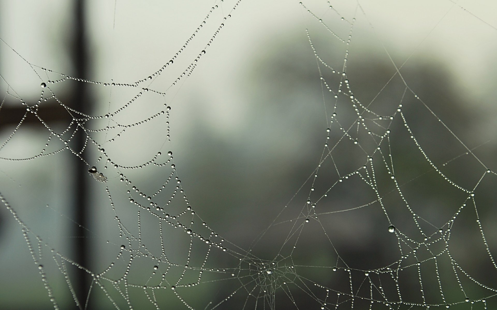 Download Photography Spider Web HD Wallpaper