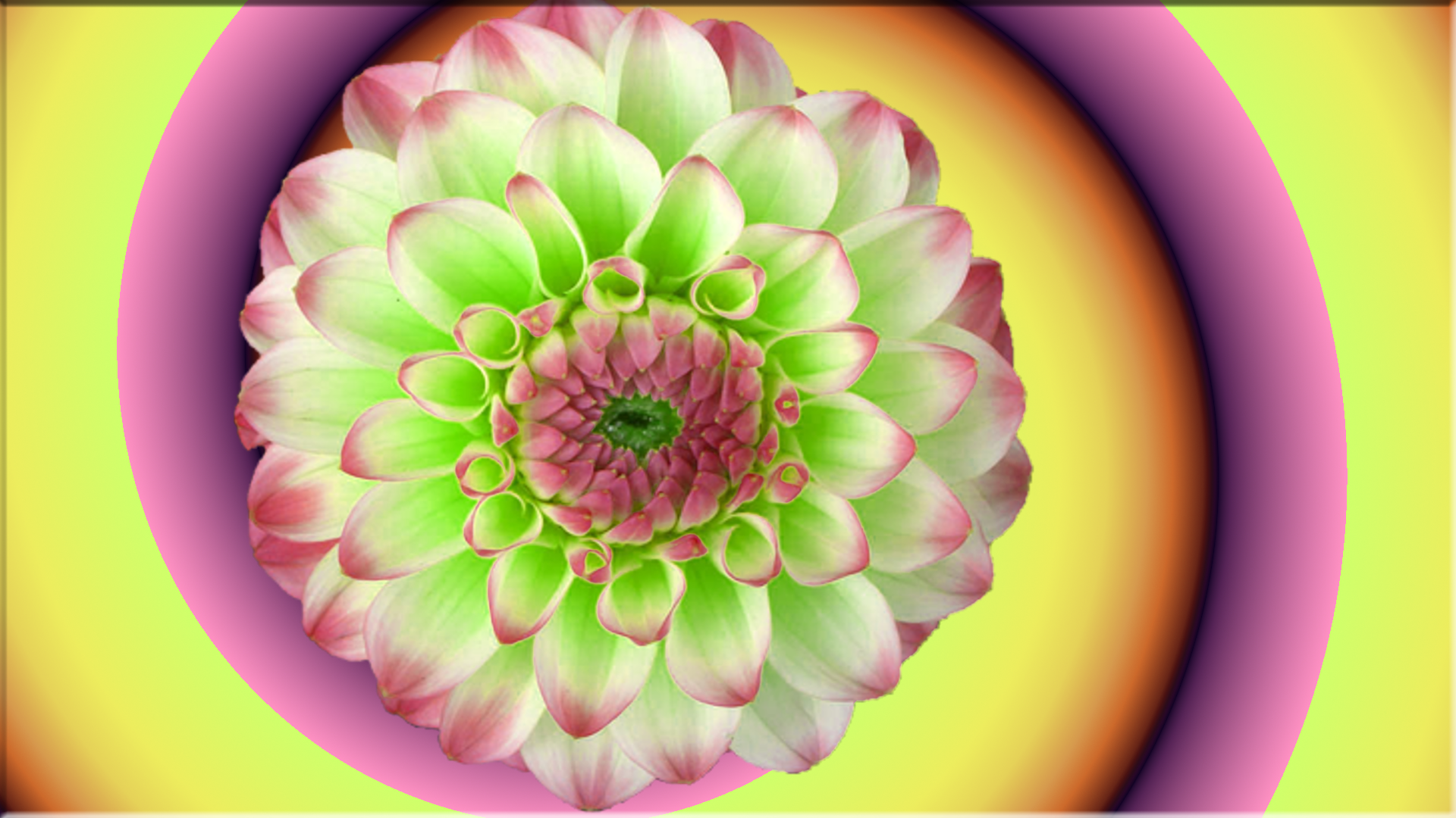 Flower On Spiral Gradient by RedHeadsRule