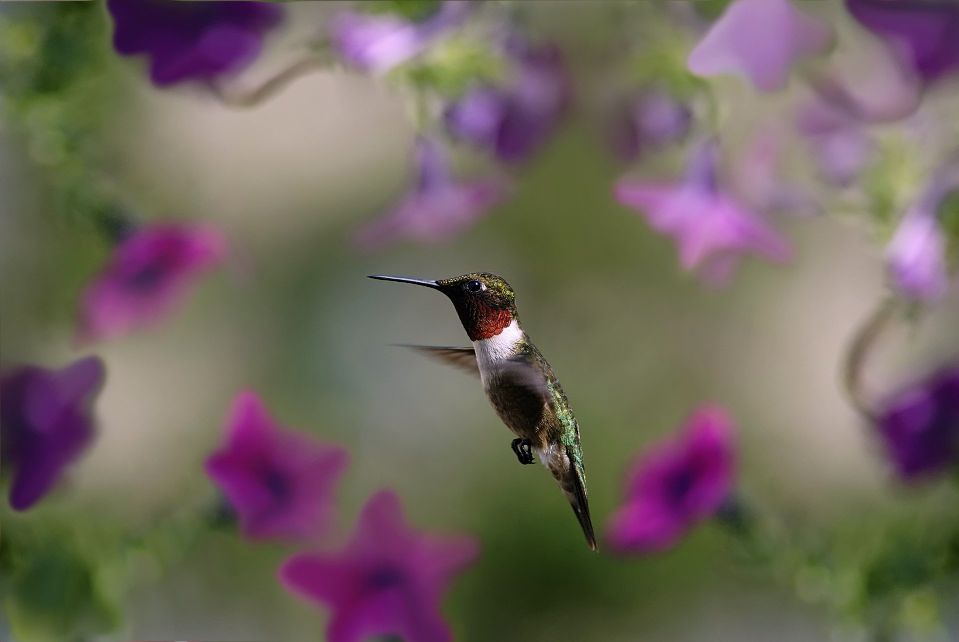 Ultra HD Hummingbird in Bloom: Vibrant 4K Animal Wallpaper