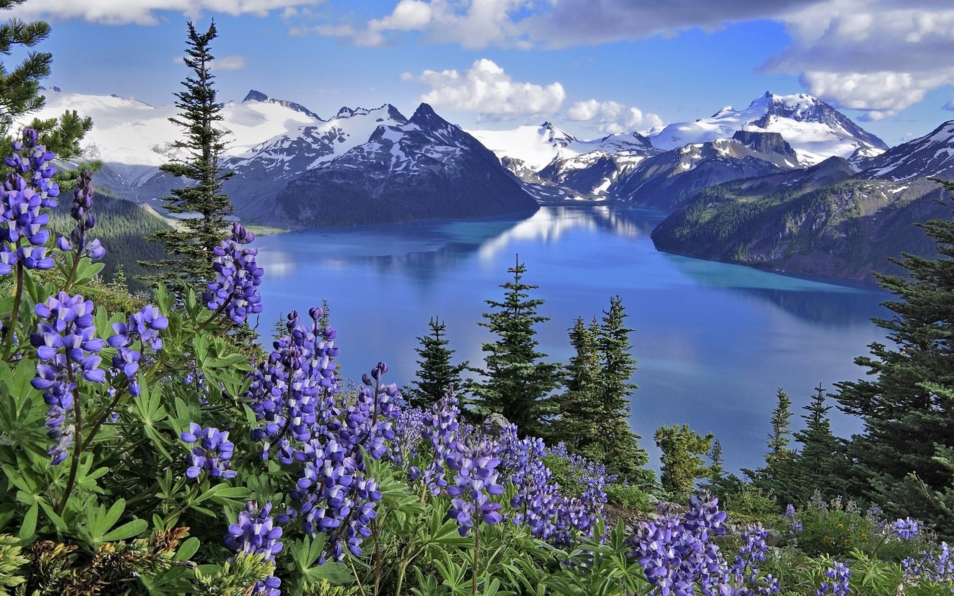 Alpine Lupine River — HD Nature Wallpaper | 1920x1200 | Wallpaper Abyss
