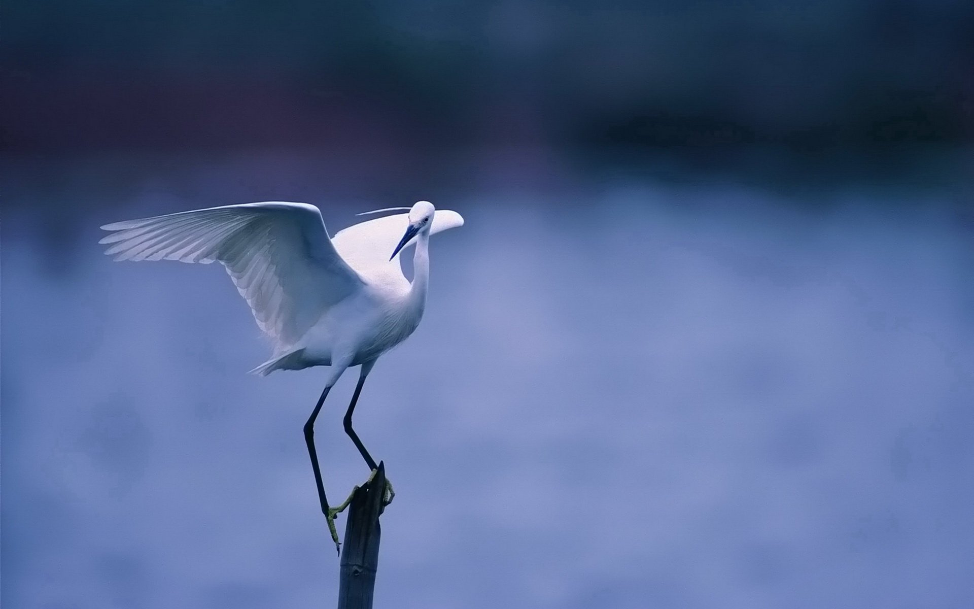 Download Bird Animal Egret HD Wallpaper
