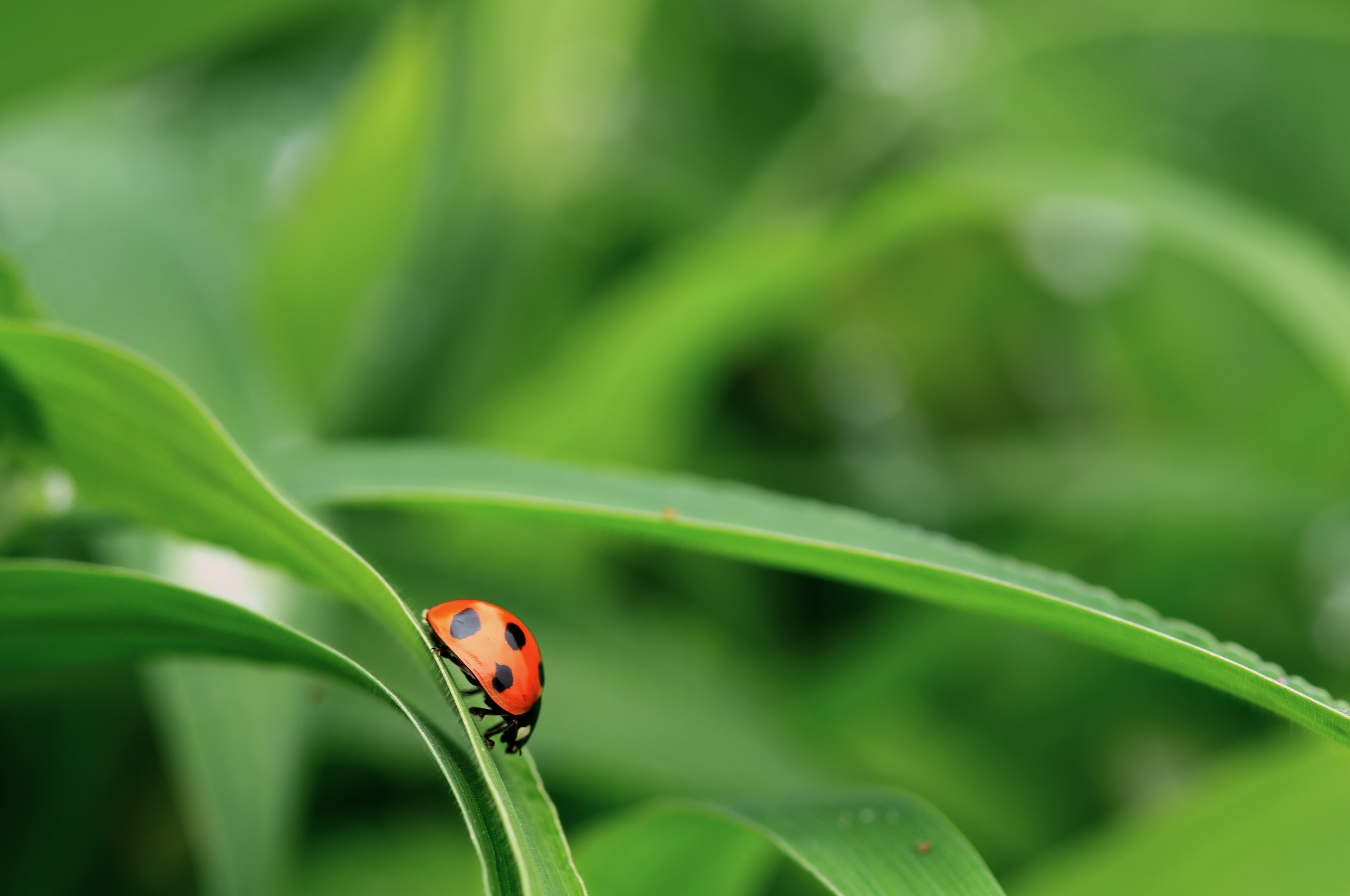 Download Animal Ladybug HD Wallpaper
