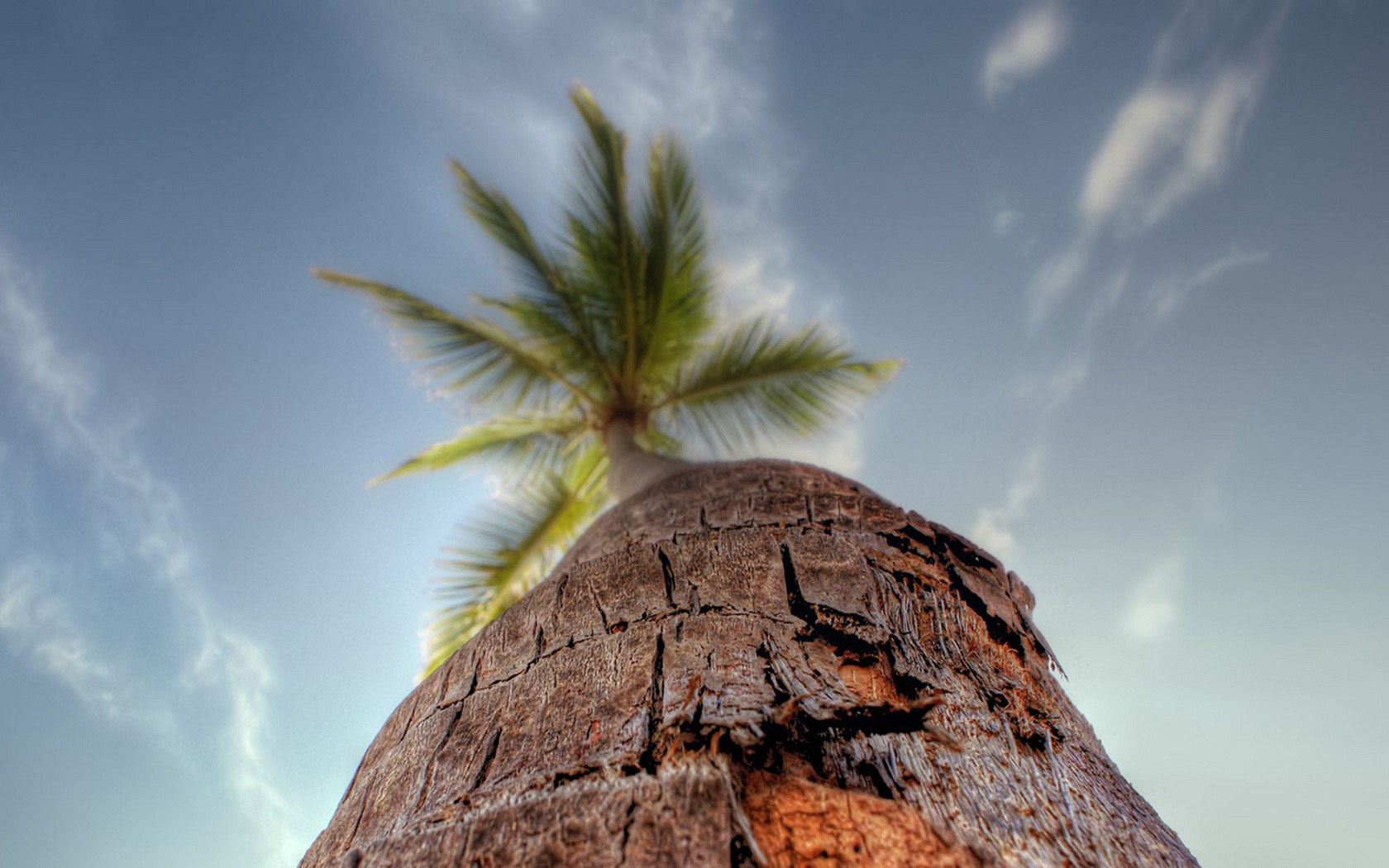 Nature Palm Tree HD Wallpaper