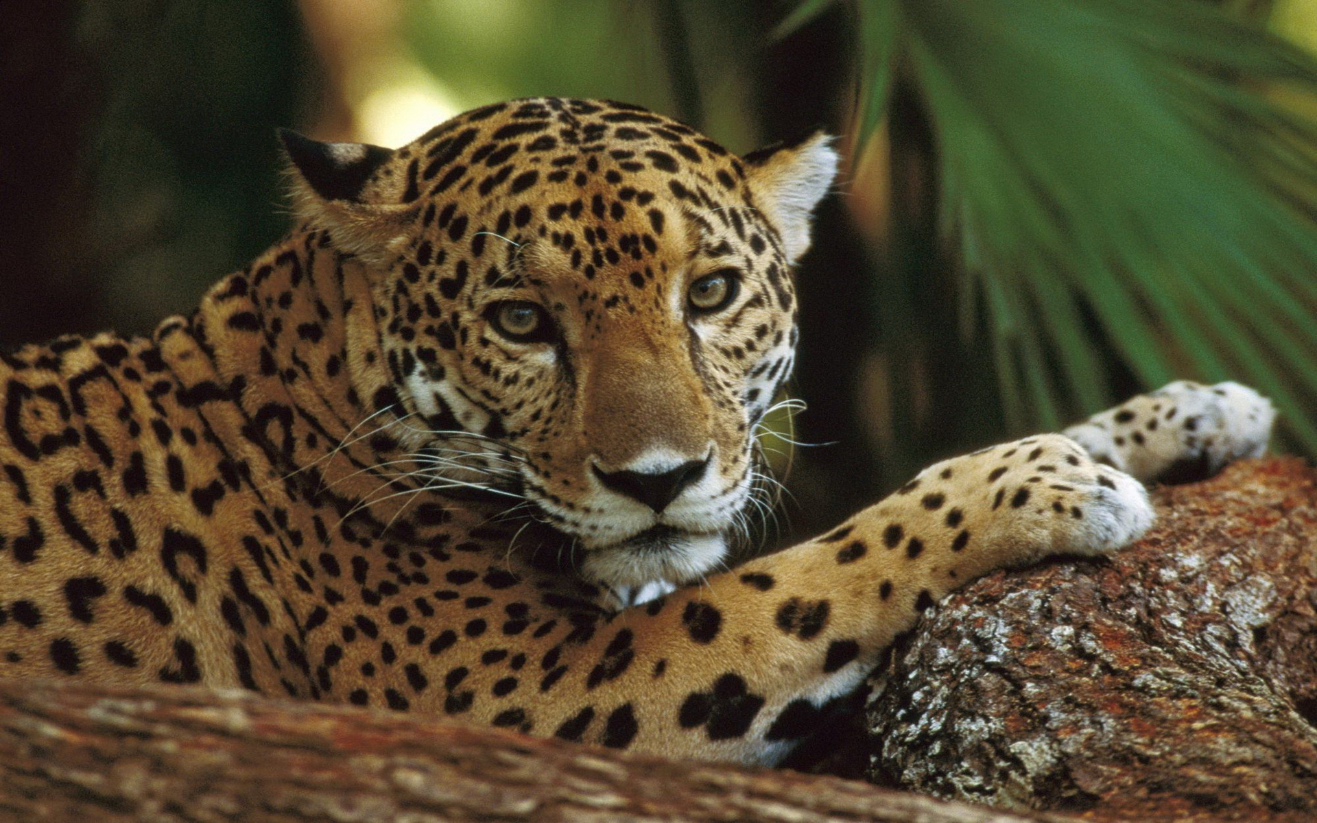 Leopard HD Wallpaper