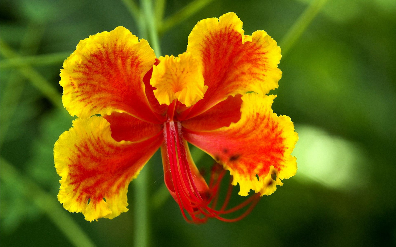 Download Nature Flower Wallpaper