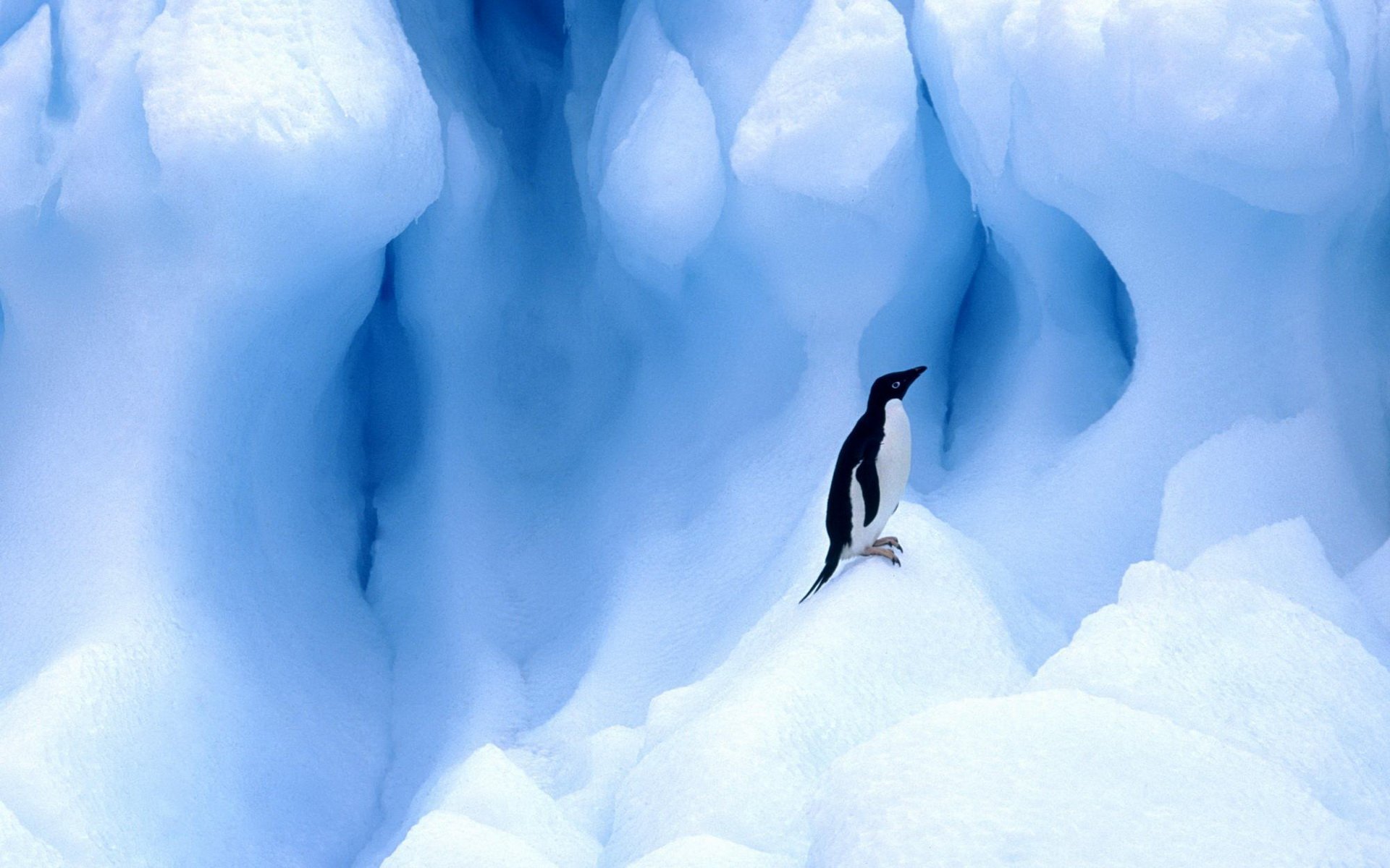 Serene Penguin in Ice: Stunning HD Wallpaper