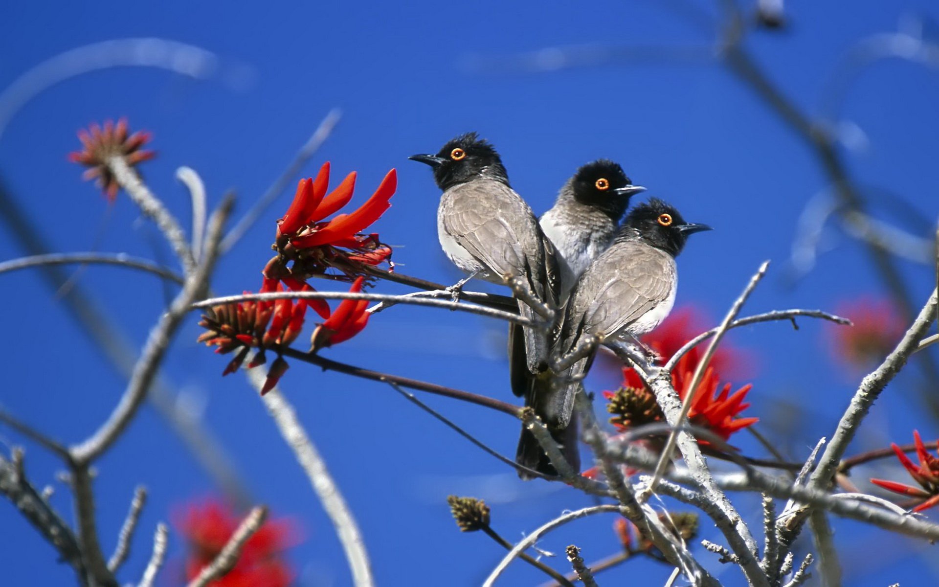 Black-Fronted Bulbul Trio HD Wallpaper: Vibrant Wildlife in Focus