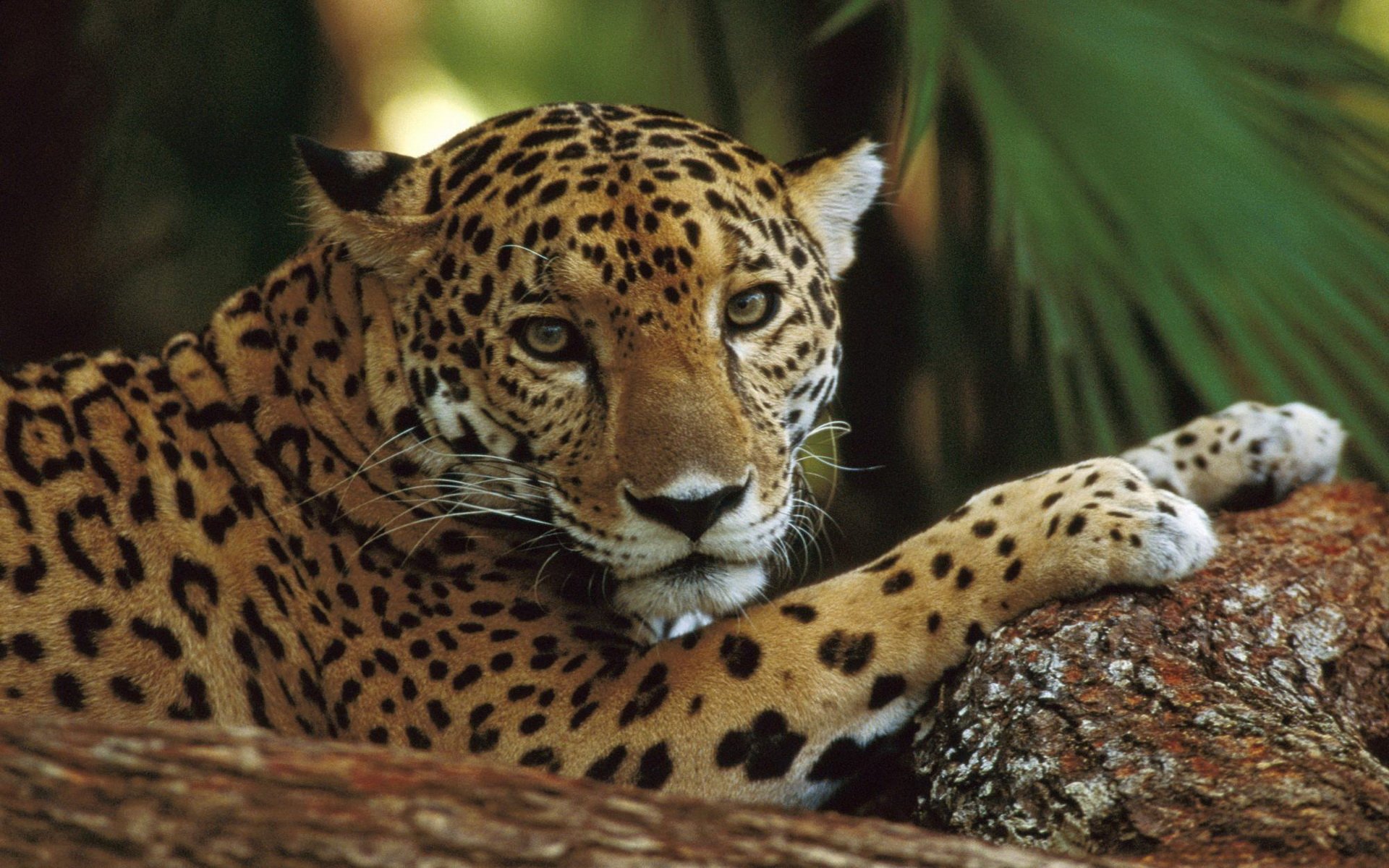 Leopard HD Wallpaper
