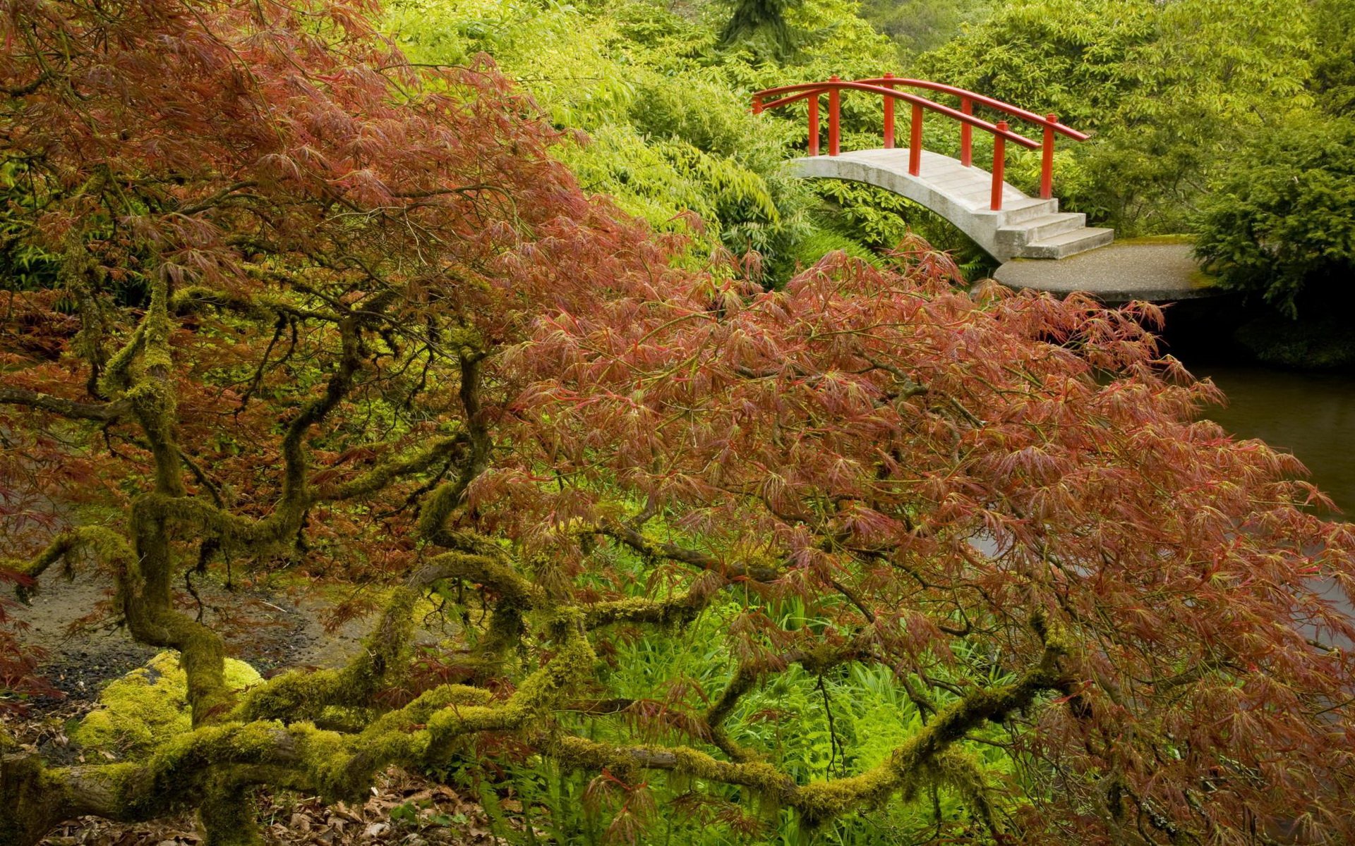 Download Photography Park HD Wallpaper | 1920x1200 | Wallpaper Abyss