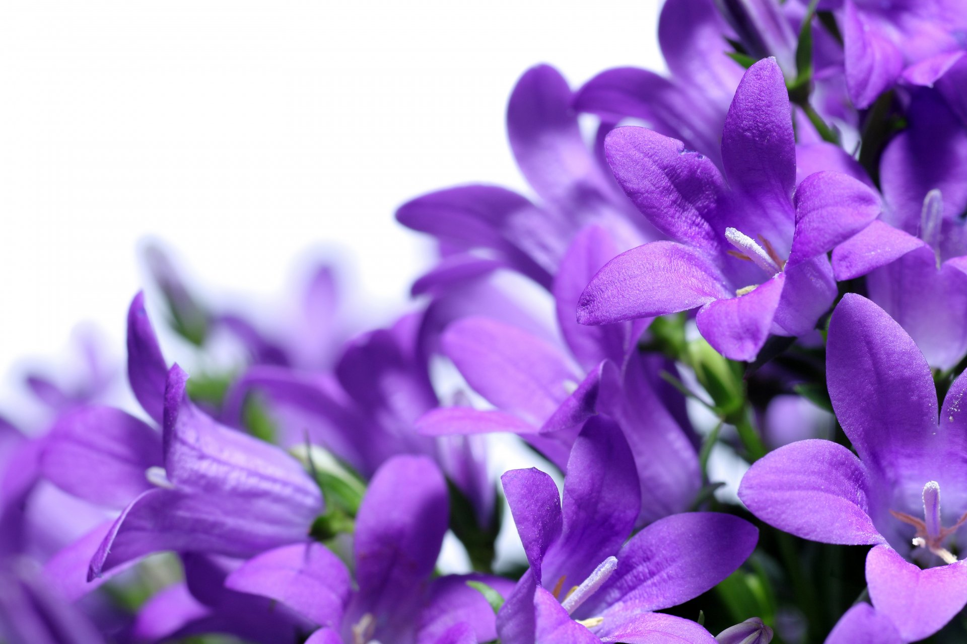 Download Nature Flower 4k Ultra HD Wallpaper