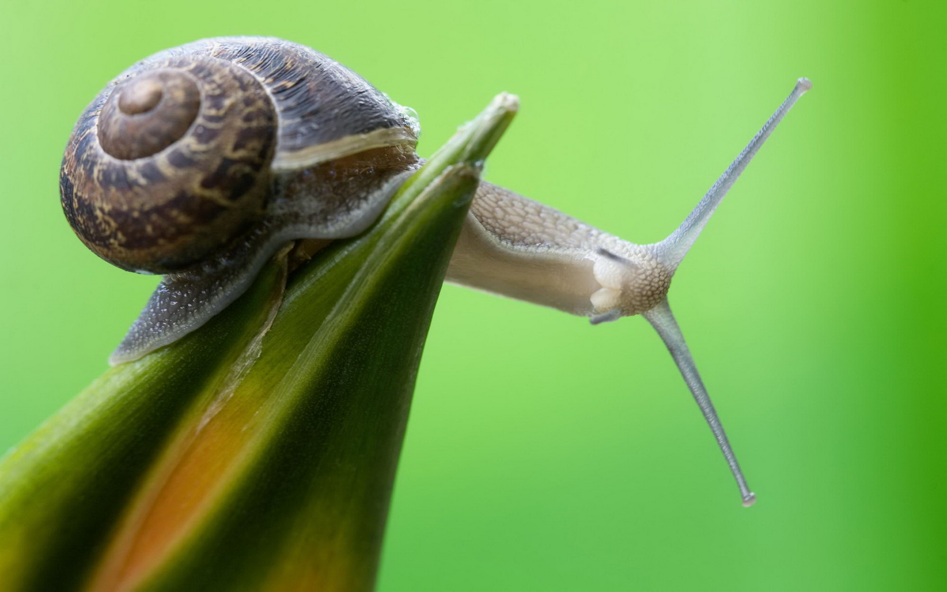 Download Animal Snail HD Wallpaper