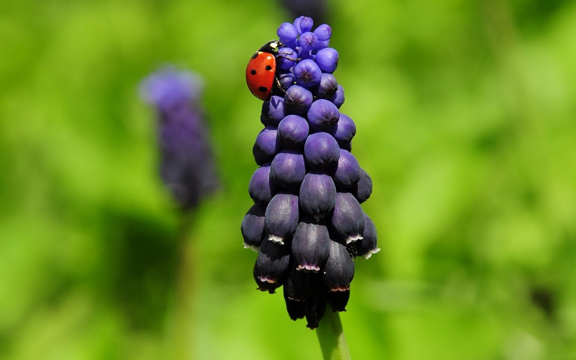 Download Animal Ladybug HD Wallpaper
