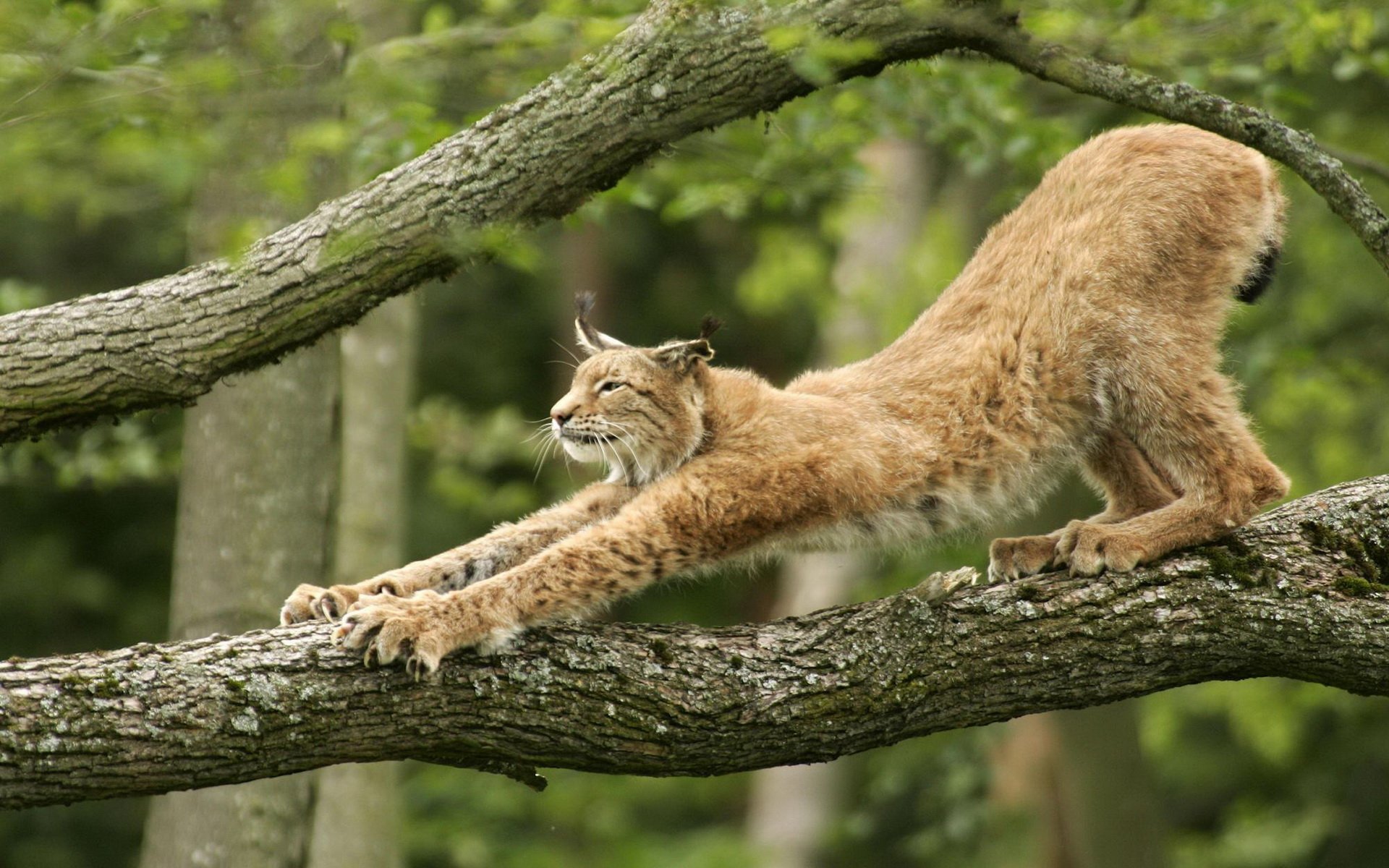 Download Animal Lynx HD Wallpaper