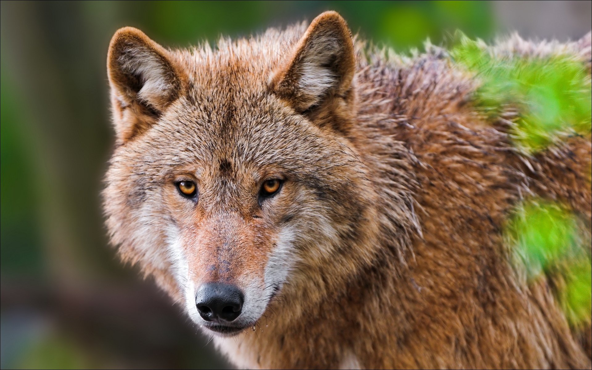 Majestic Wolf in HD – Stunning Wildlife Animal Wallpaper | 1920x1200 ...