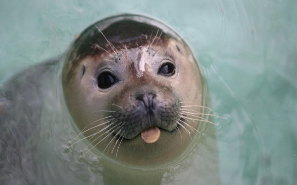 150+ Foca Fondos de pantalla HD | Fondos de Escritorio