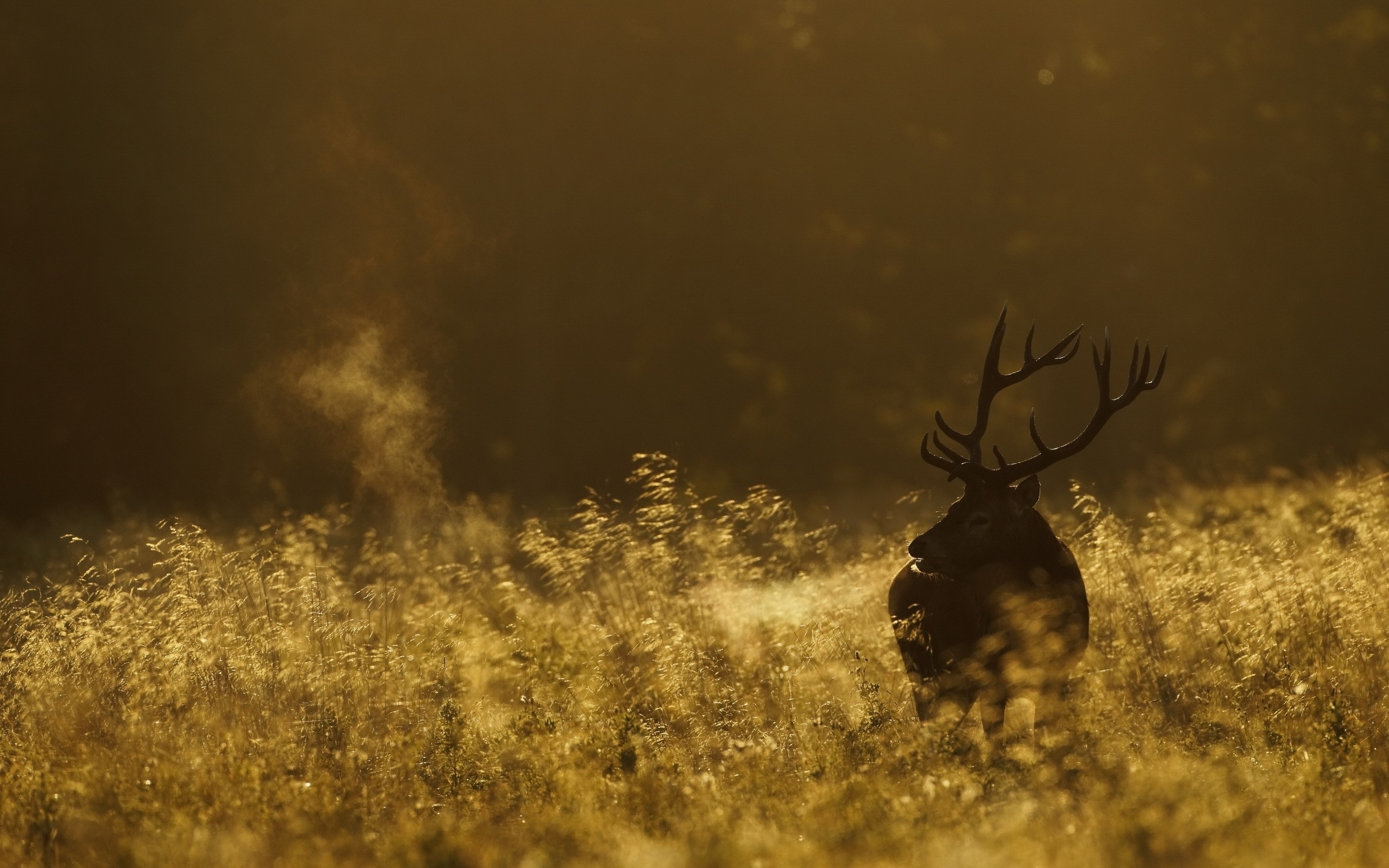 Majestic Deer in Golden Dawn | HD Nature Wallpaper
